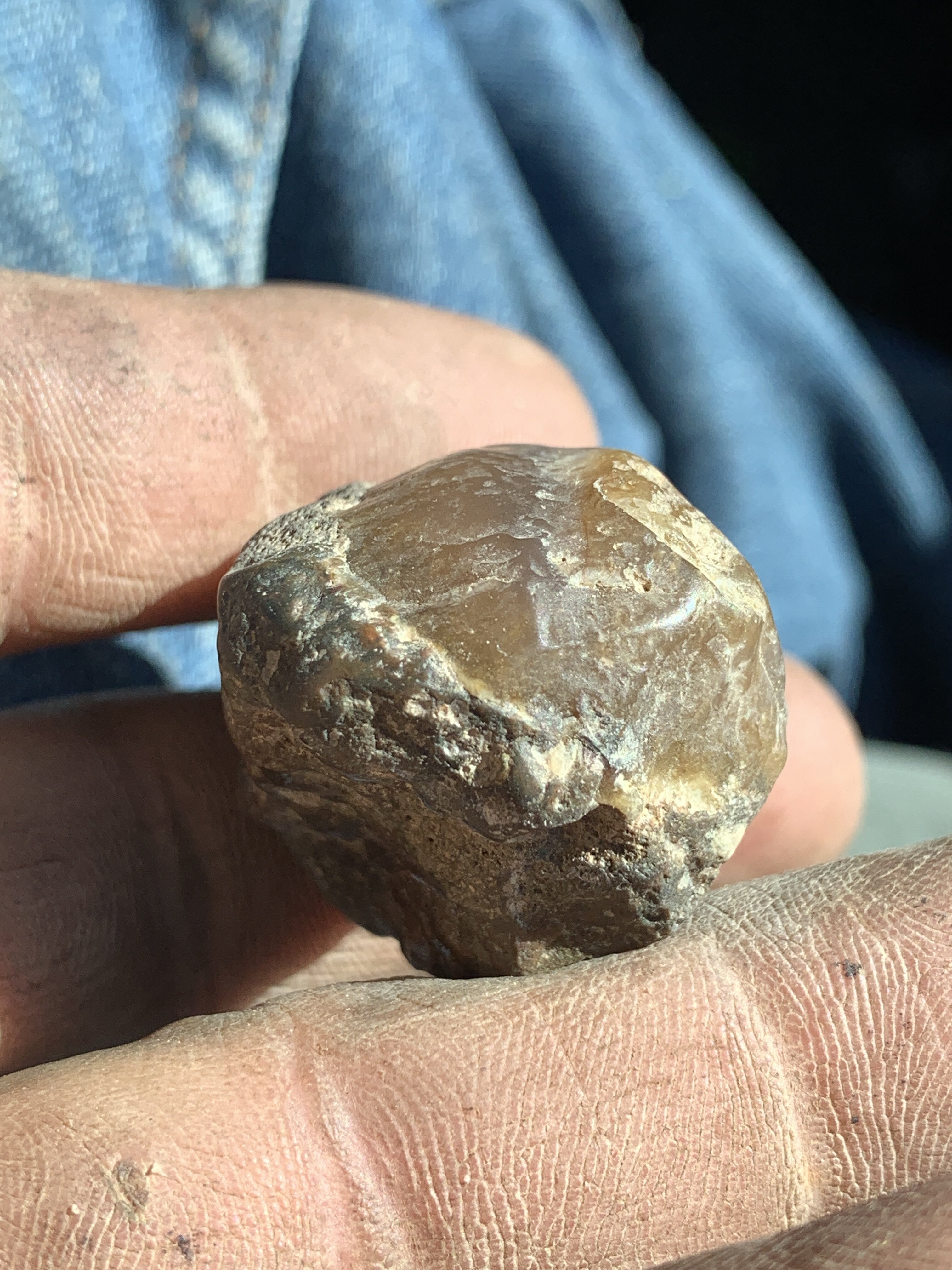 Fossil bone marrow - Fossil ID - The Fossil Forum