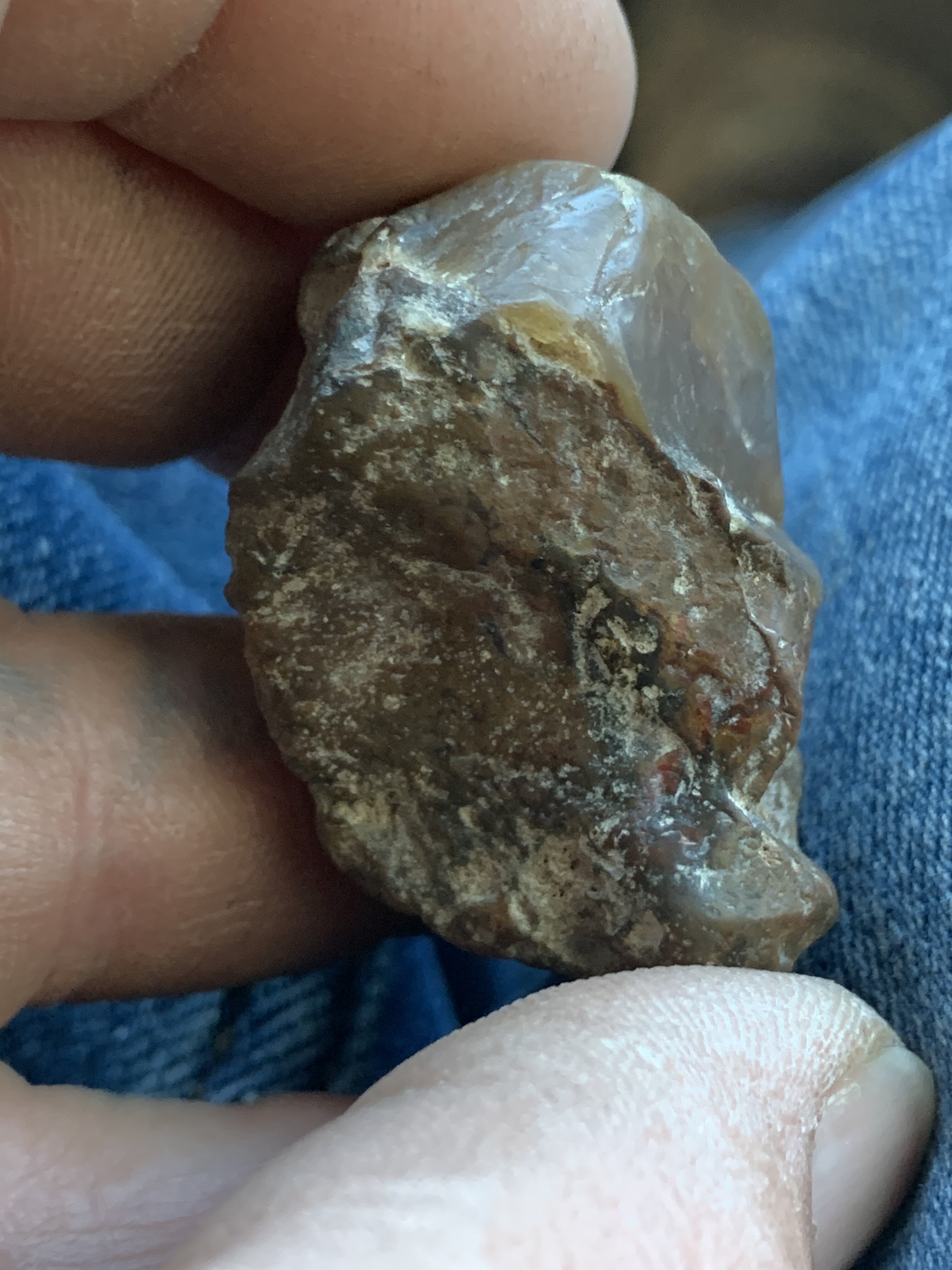 Fossil bone marrow - Fossil ID - The Fossil Forum