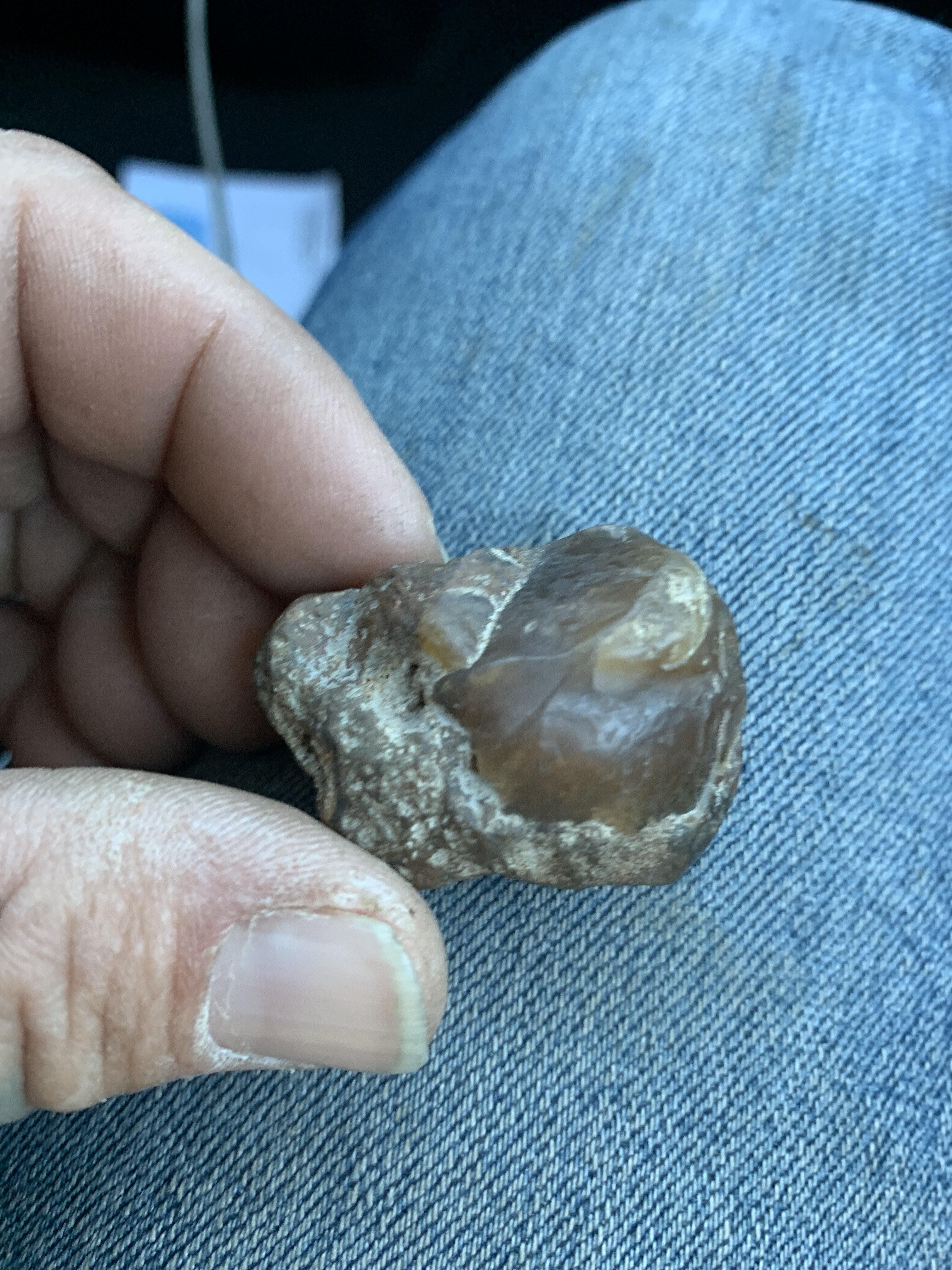 Fossil bone marrow - Fossil ID - The Fossil Forum