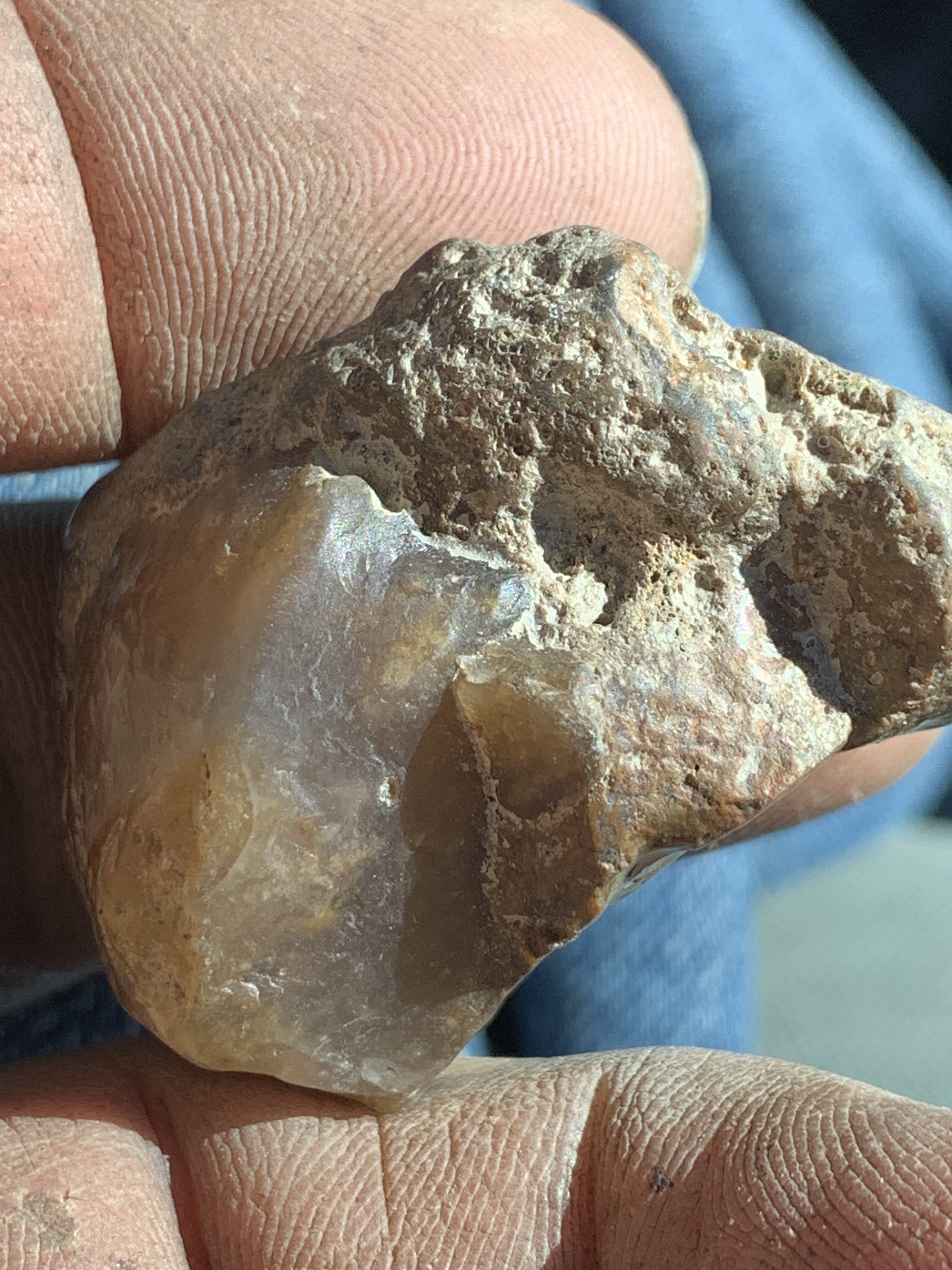 Fossil bone marrow - Fossil ID - The Fossil Forum