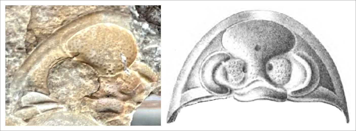 Trypaulites calypso cephalon Lucas County Ohio - Fossil ID - The Fossil ...