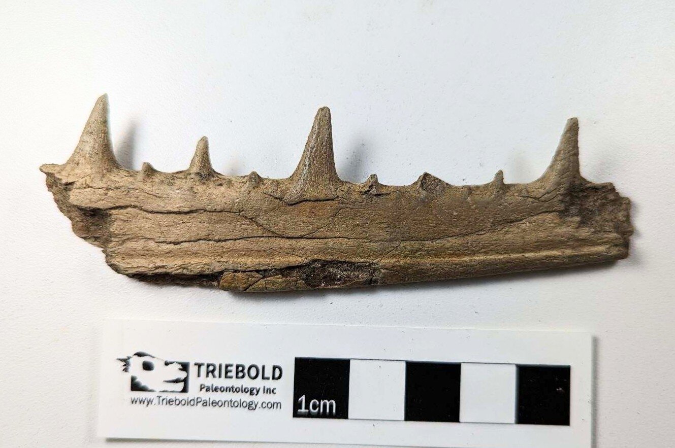 Fossil Contributions to Paleontology - The Gallery - Page 10 - Partners ...