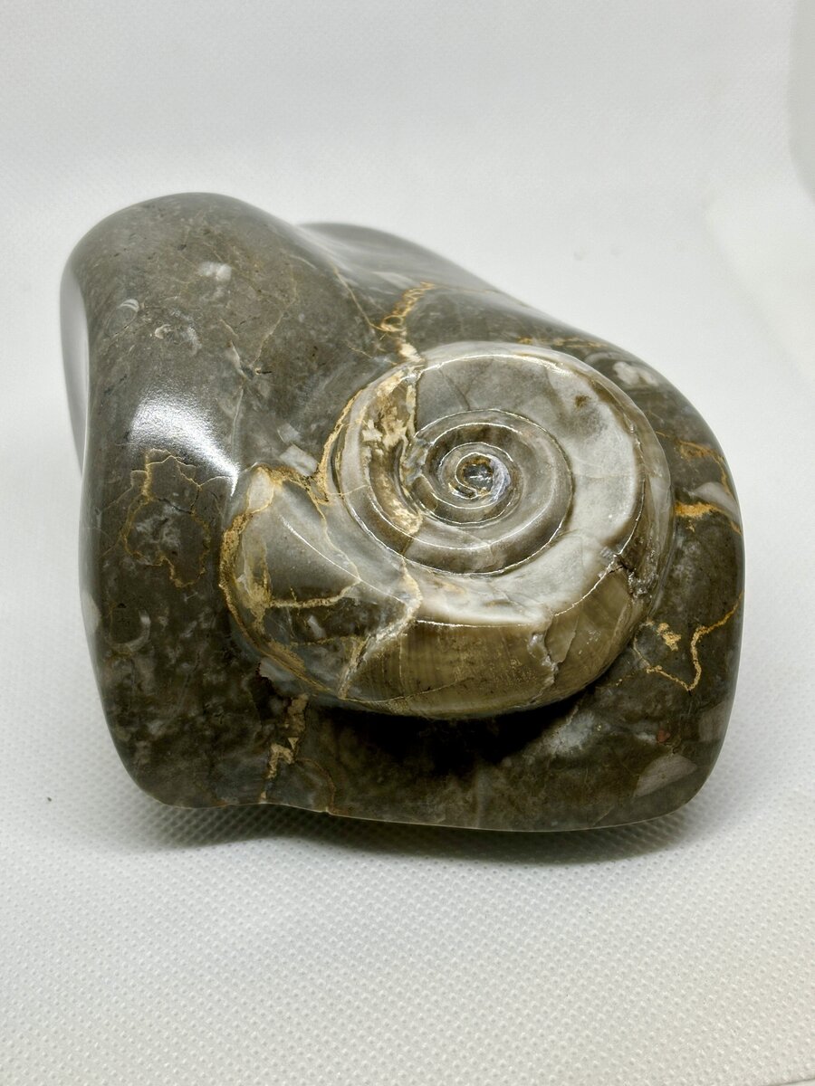 Gastropod Euomphalus pentangulatus - Carboniferous - The Fossil Forum