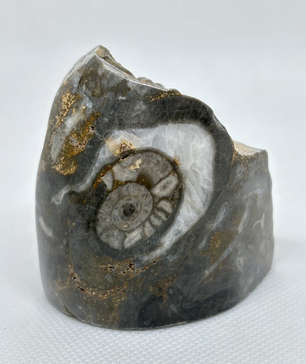 Coiled nautiloid - Carboniferous - The Fossil Forum