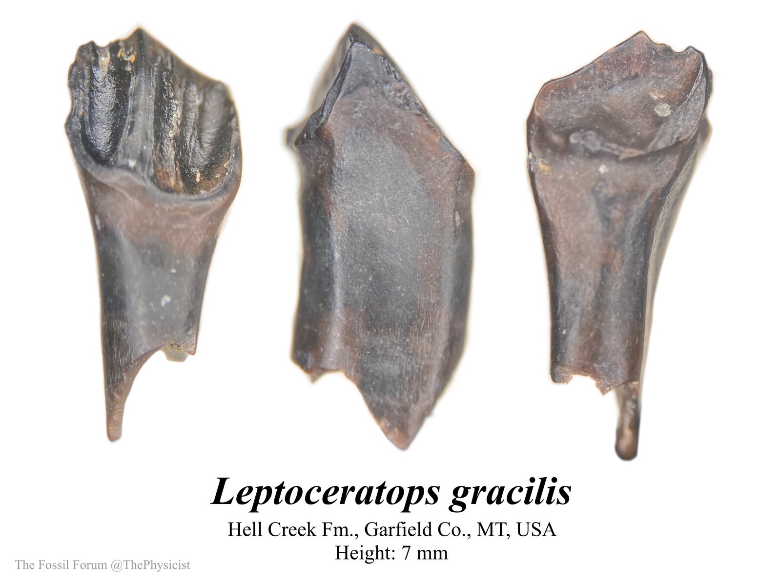 Leptoceratops juvenile - Cretaceous - The Fossil Forum