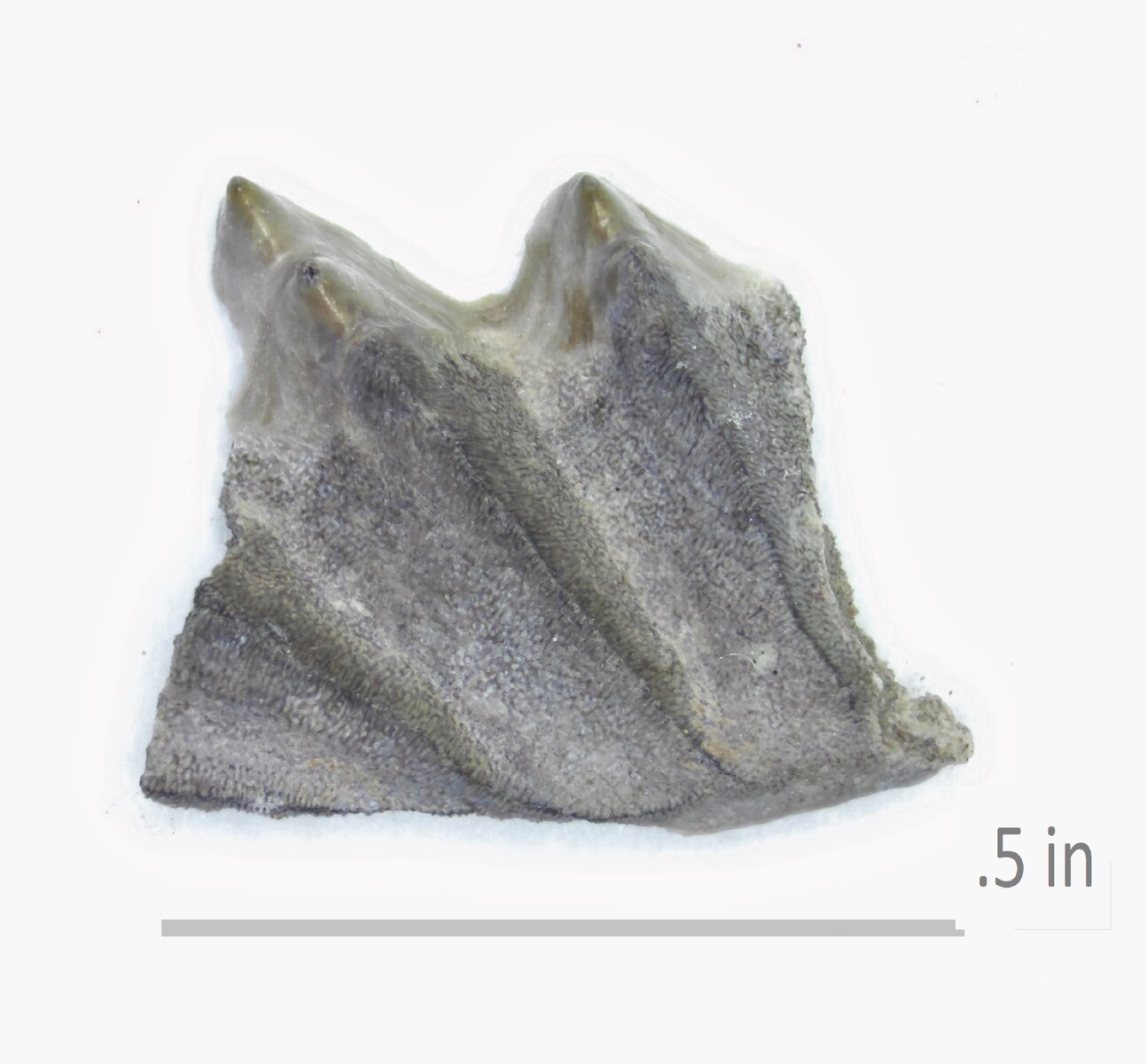 Lung Fish Tooth Permian Texas - Member Collections - The Fossil Forum