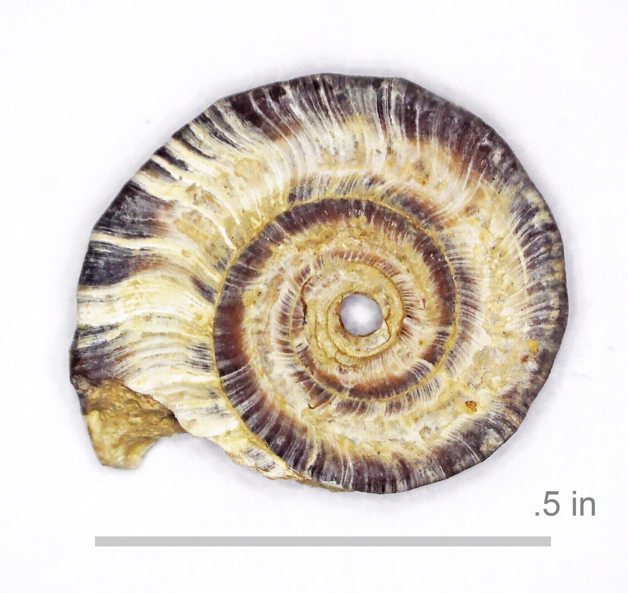 Gastropod Straparollus sp. - Member Collections - The Fossil Forum
