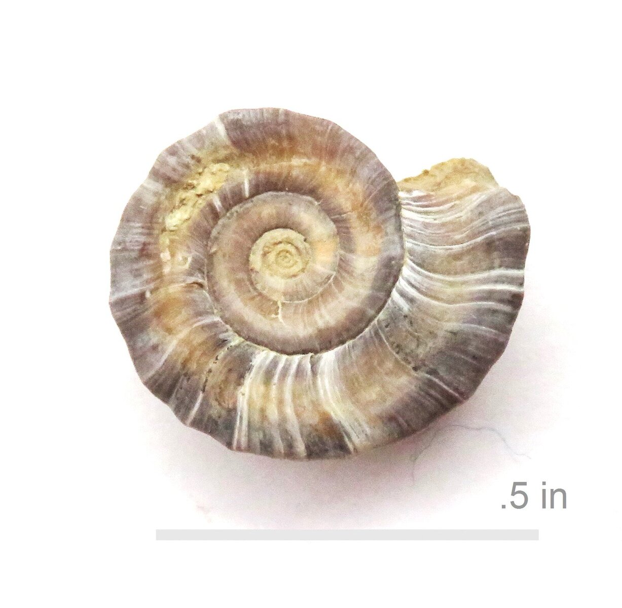 Gastropod Straparollus sp. - Member Collections - The Fossil Forum