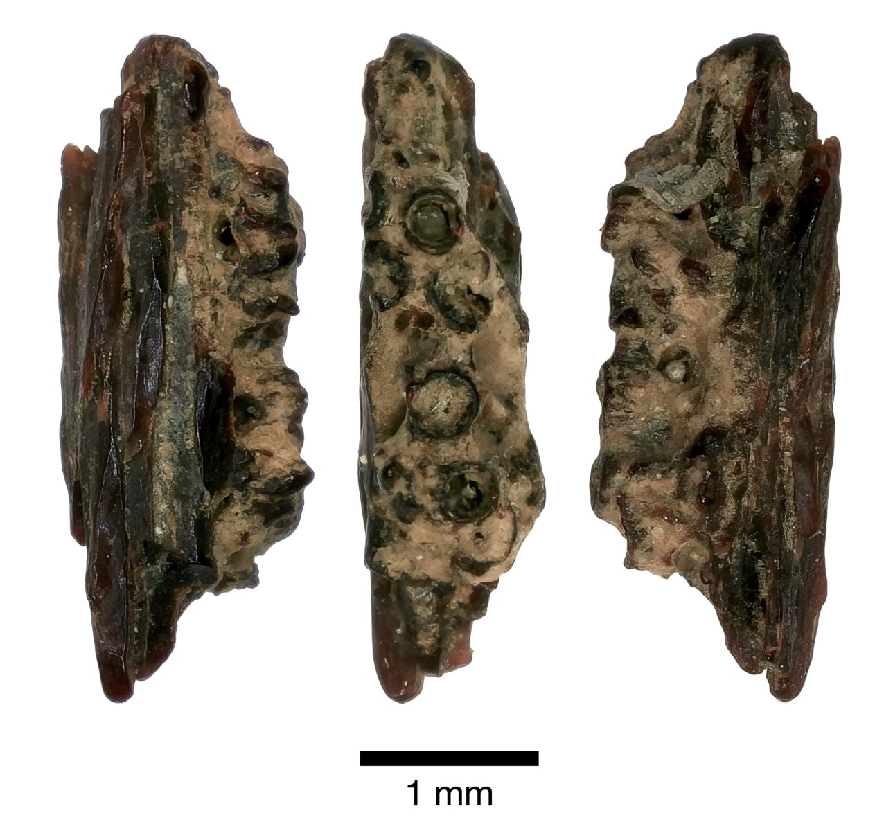 Chandler Bridge Formation Microfossils - The Fossil Forum