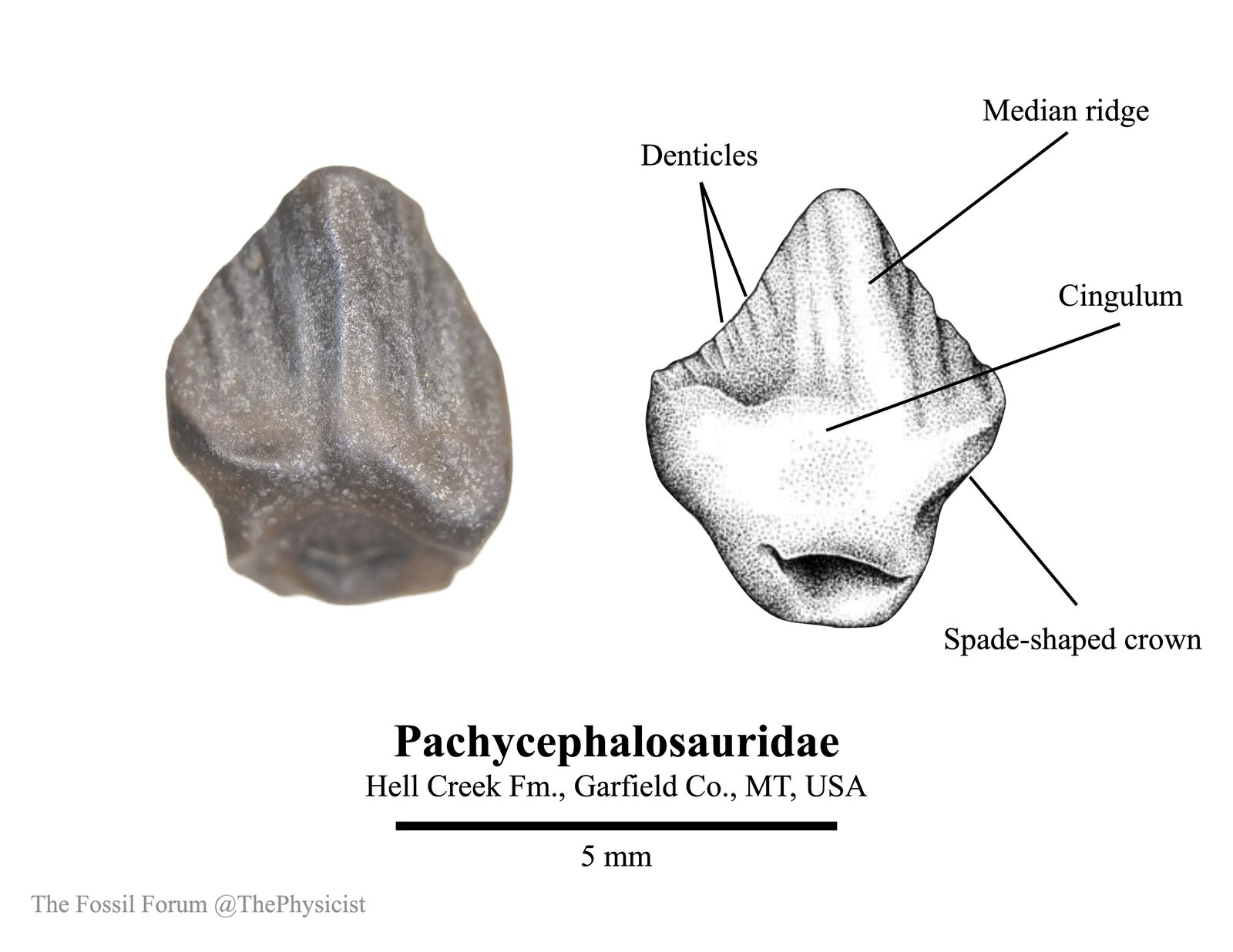 Pachycephalosaurid tooth - Cretaceous - The Fossil Forum