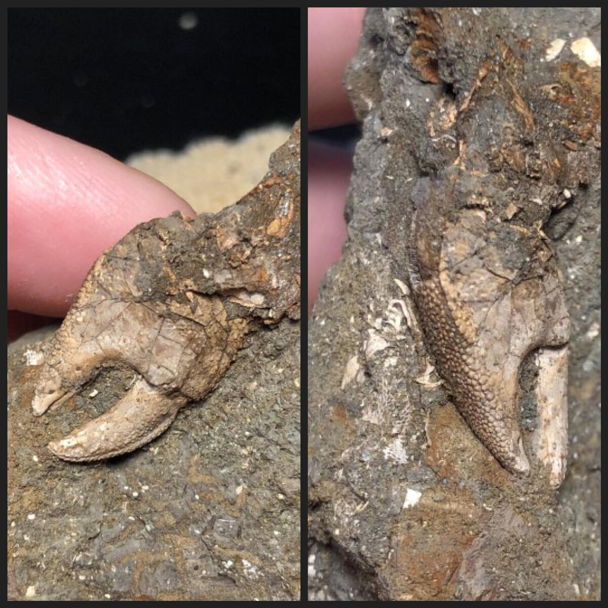 Callianassa sp. - Member Collections - The Fossil Forum