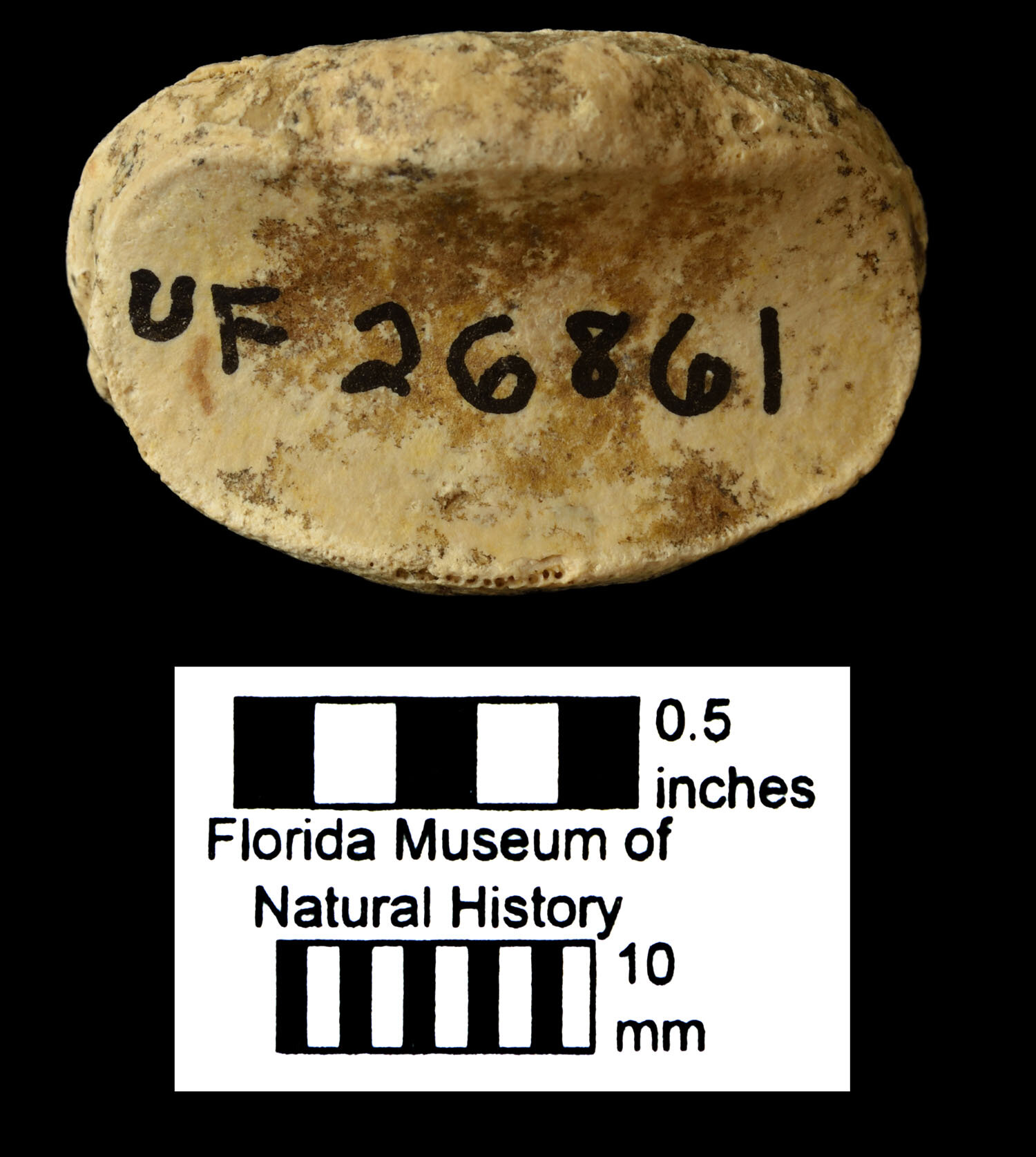 Mostly Bones - Fossil ID - The Fossil Forum