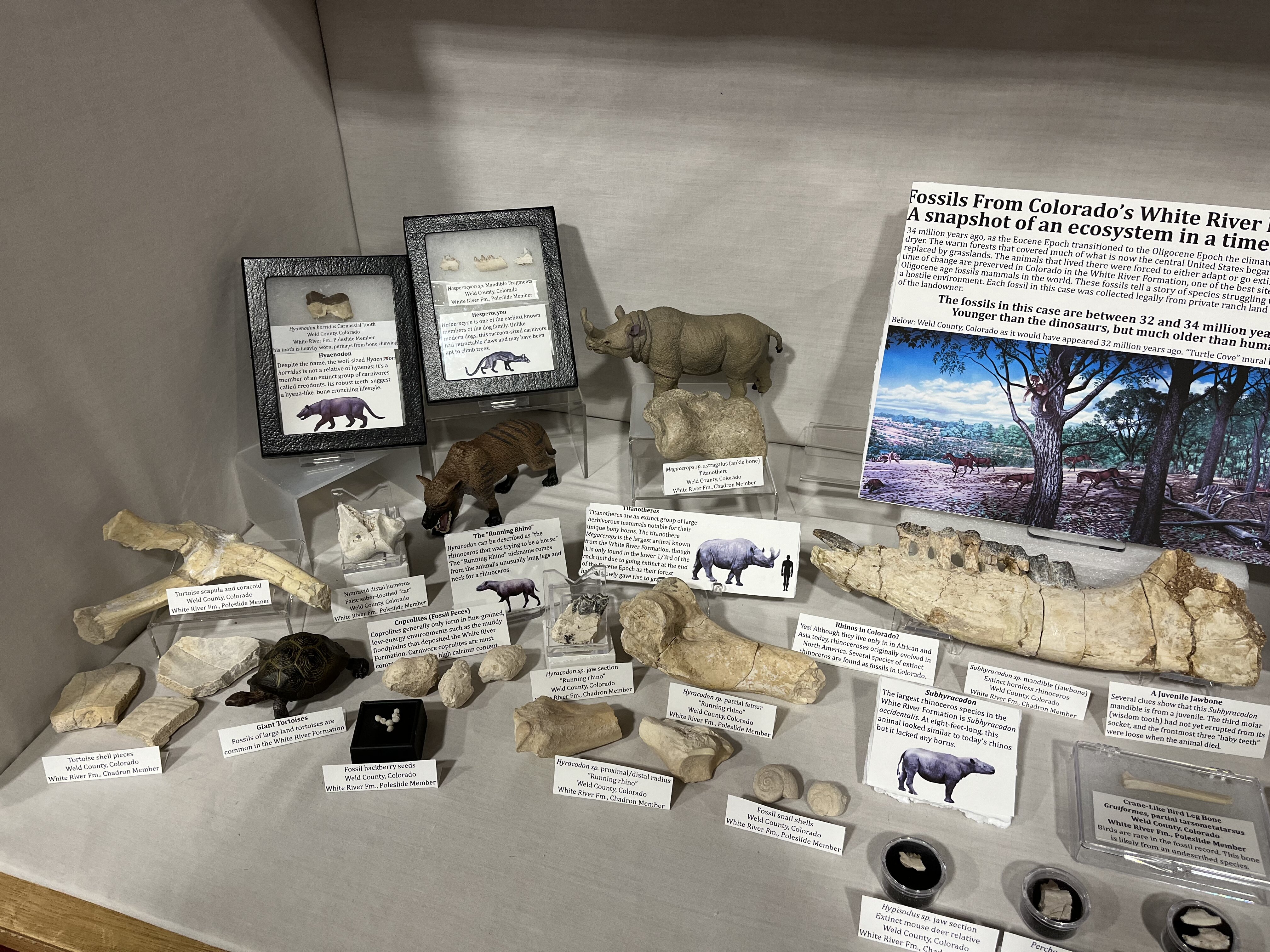 A Fossil Show Victory - My White River Formation displays takes first ...