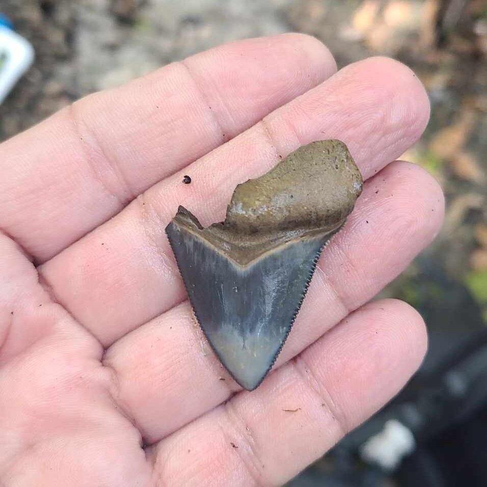 4/13 Weekly Peace river adventure - Fossil Hunting Trips - The Fossil Forum