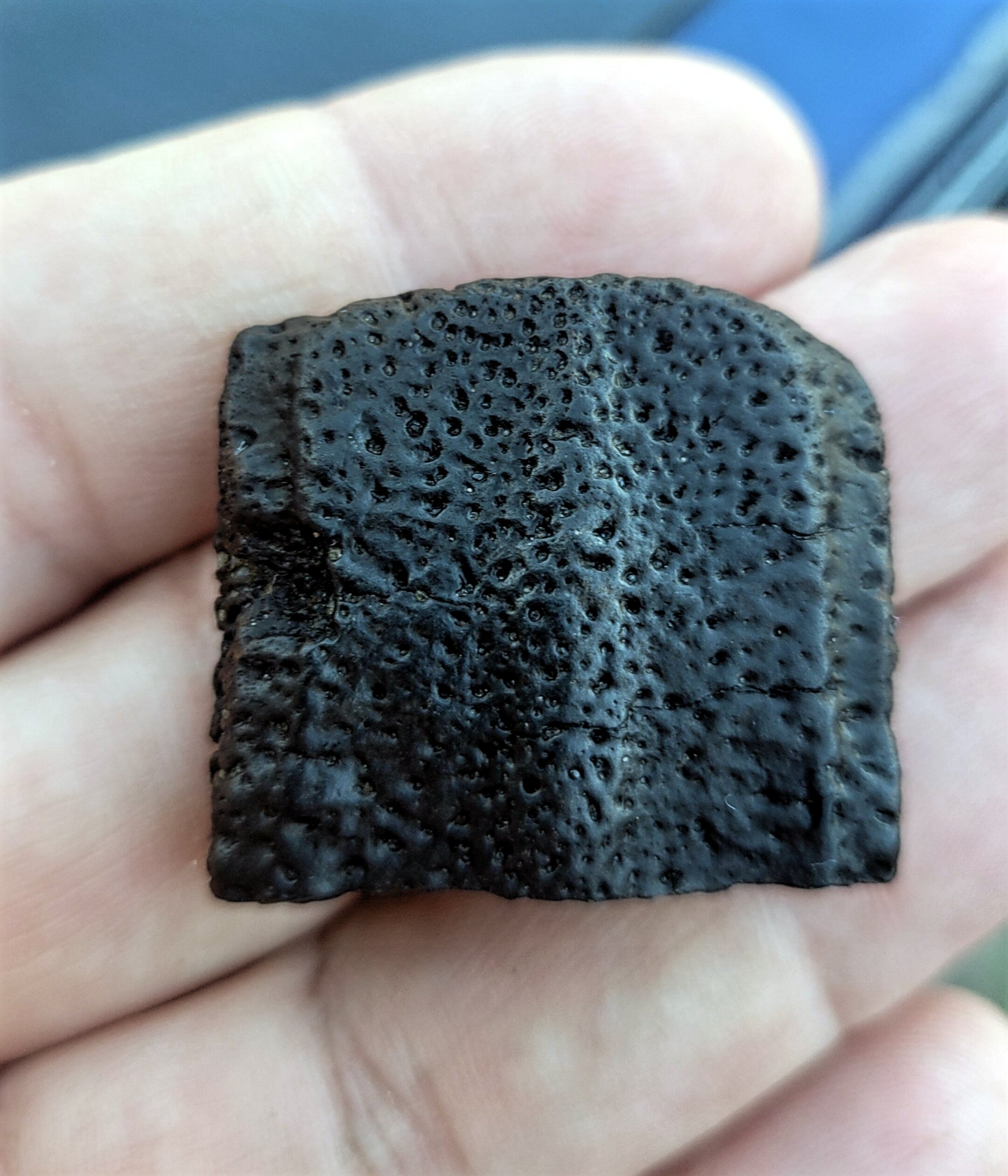 I love living in bone valley! - Fossil Hunting Trips - The Fossil Forum