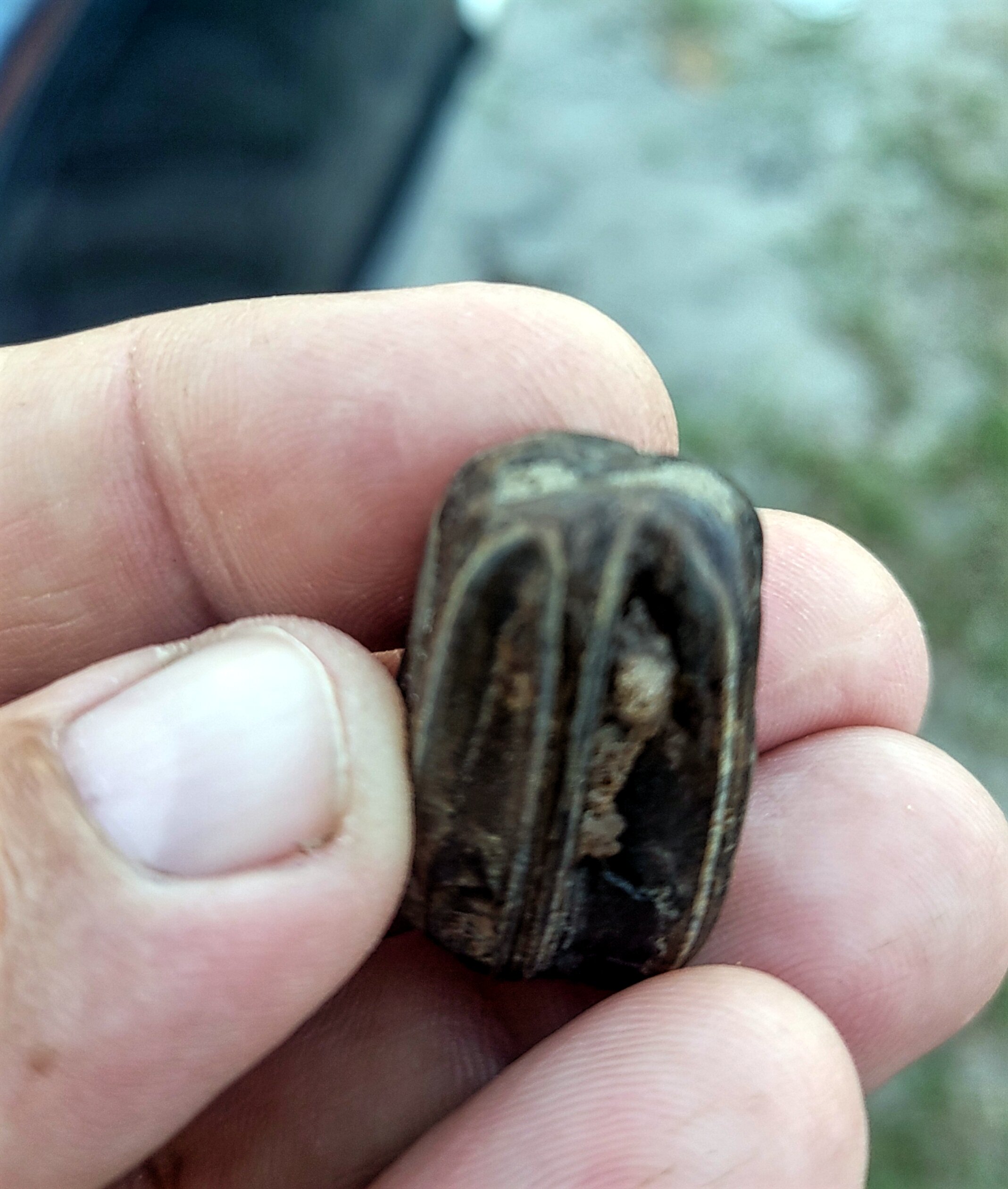 I love living in bone valley! - Fossil Hunting Trips - The Fossil Forum