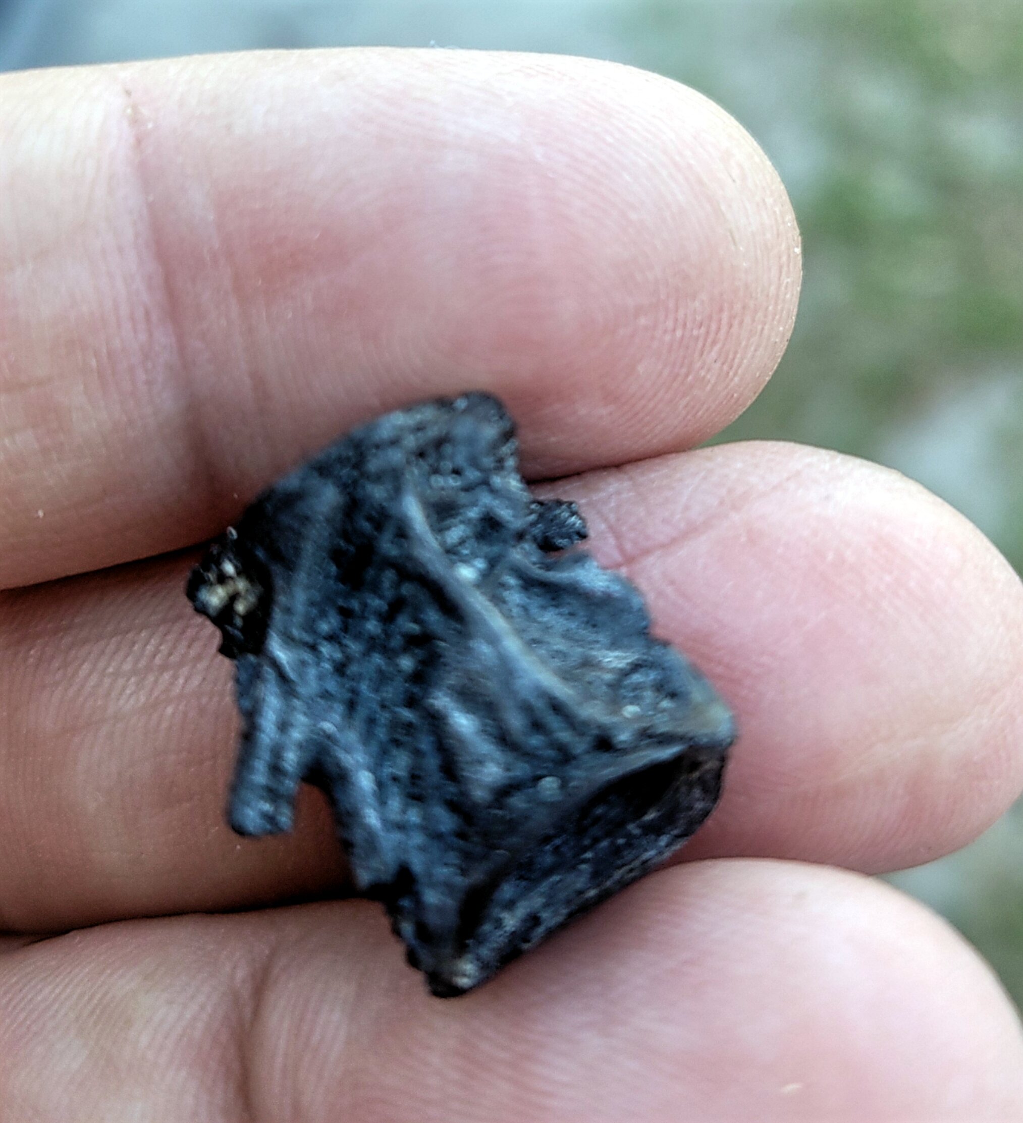 I love living in bone valley! - Fossil Hunting Trips - The Fossil Forum