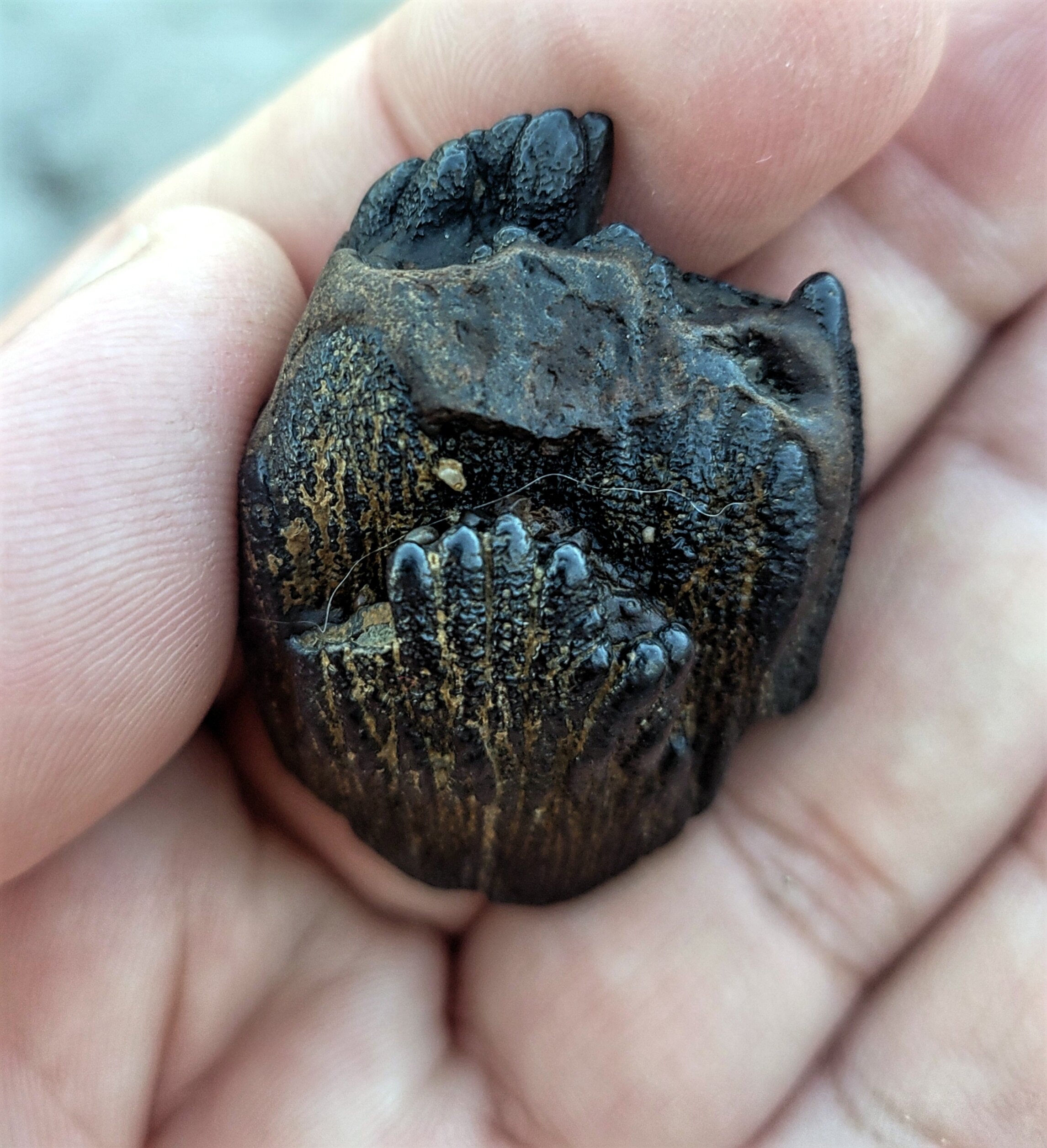 I love living in bone valley! - Fossil Hunting Trips - The Fossil Forum