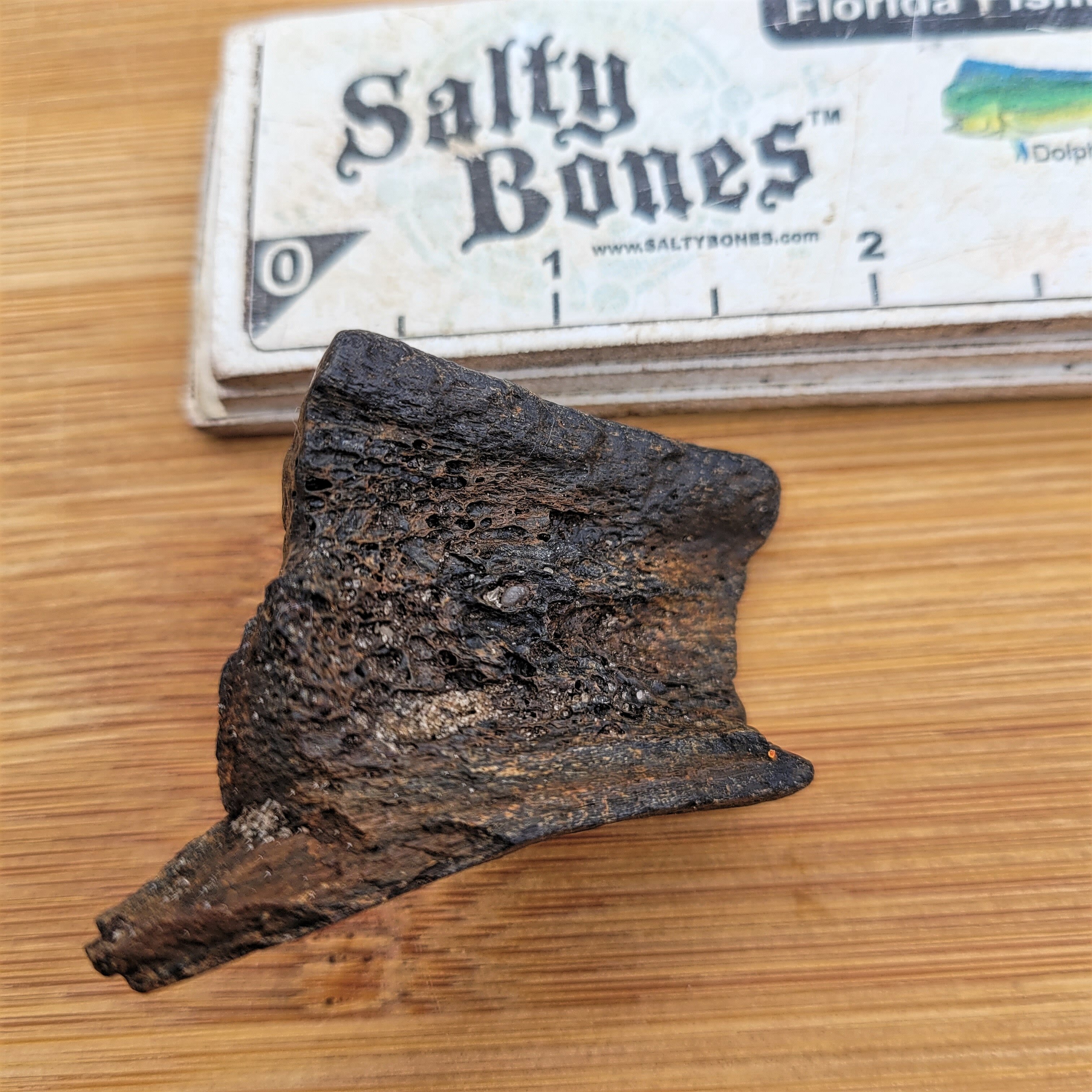 Strange bone - Fossil ID - The Fossil Forum