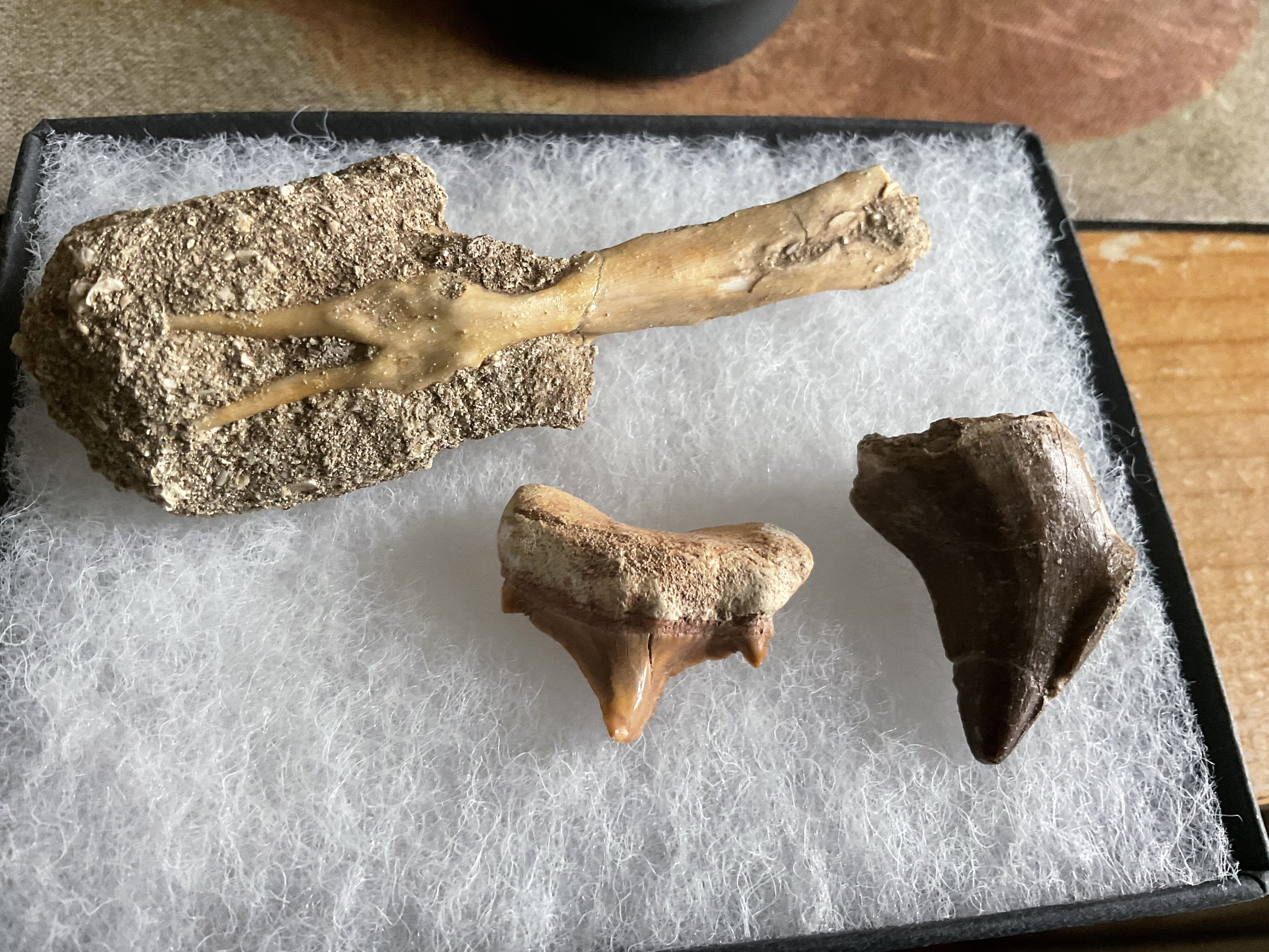 Some More Strange Fossils, Help! - Fossil ID - The Fossil Forum