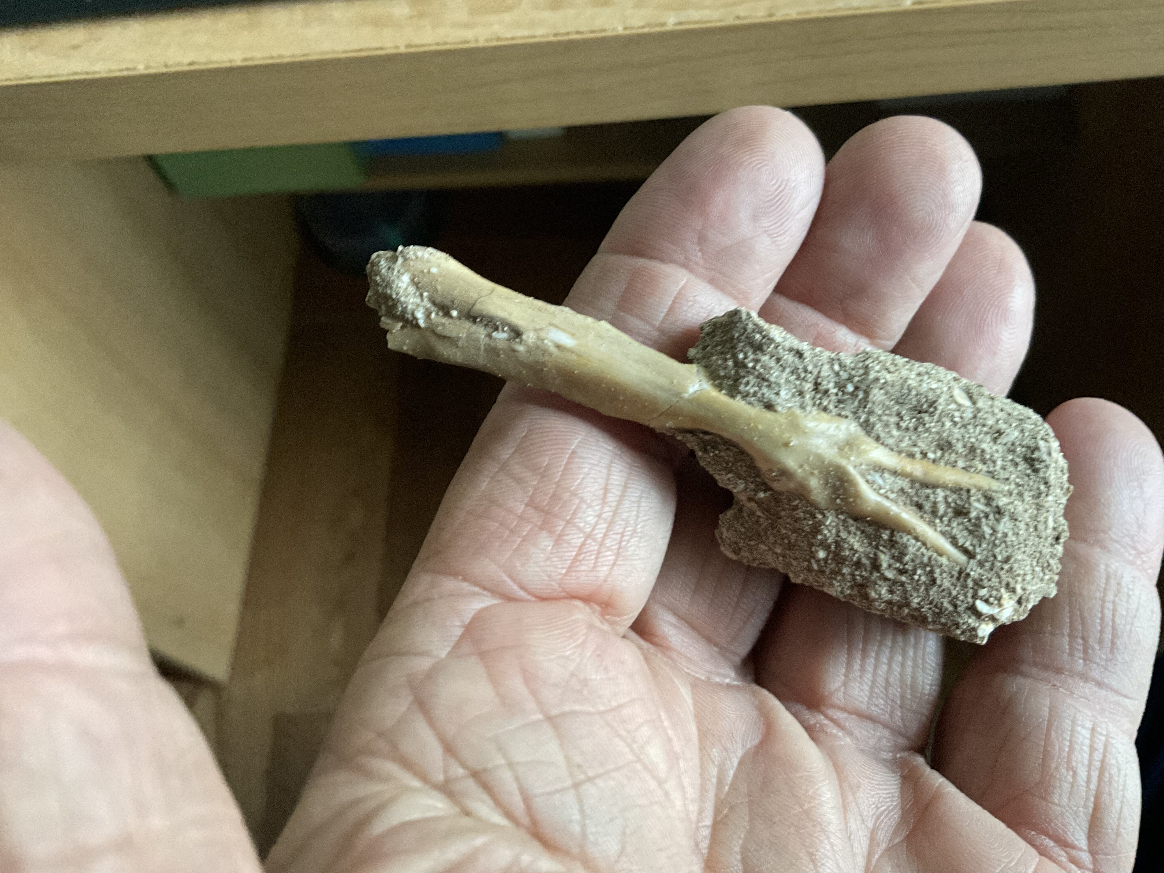 Some More Strange Fossils, Help! - Fossil ID - The Fossil Forum