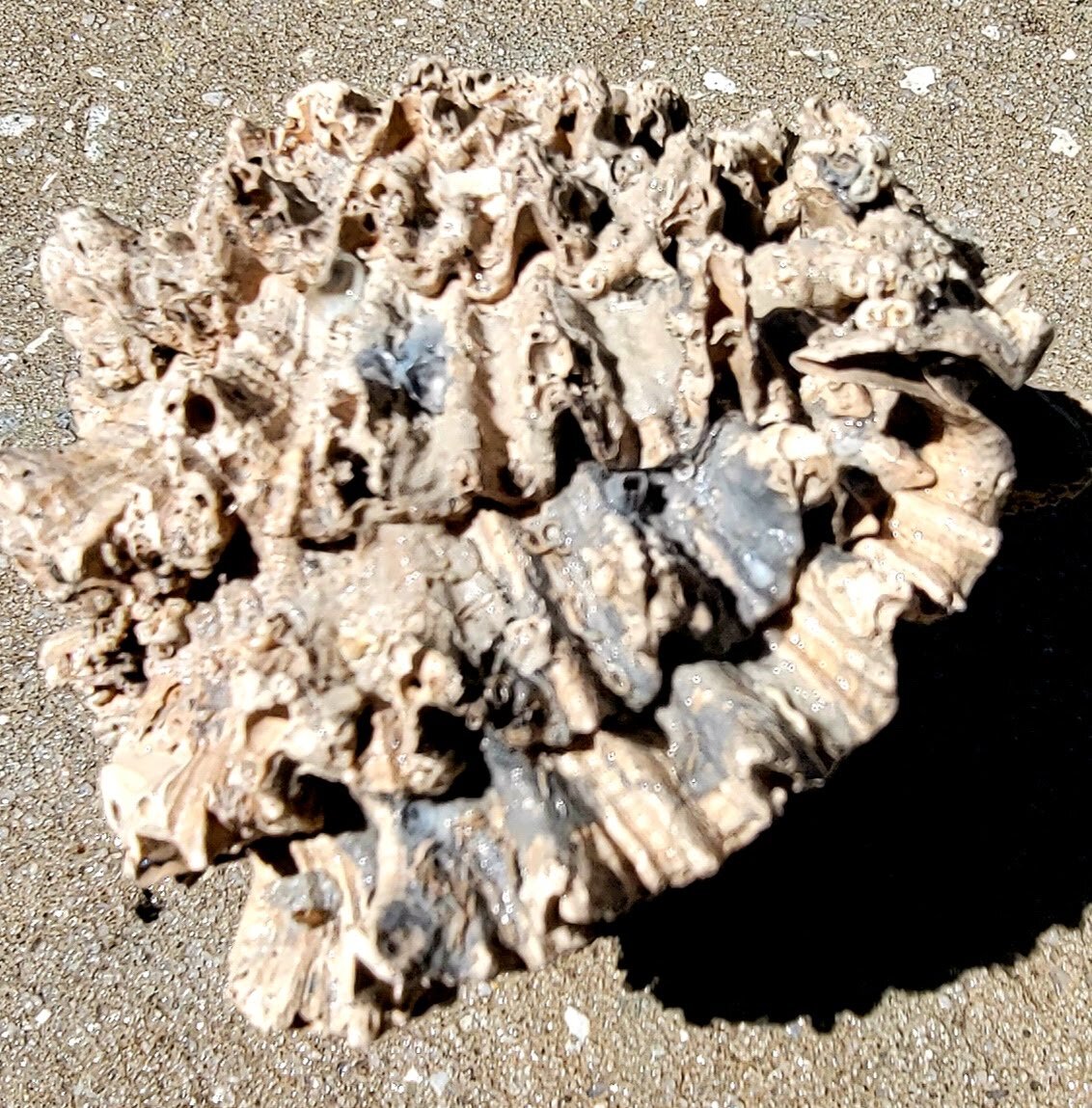 Pile of Gold! Fossil shells & more that is! One shiny piece started my ...