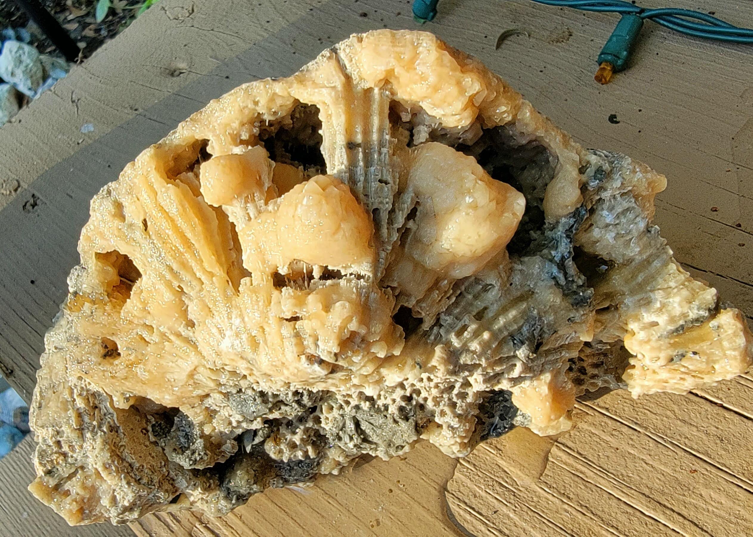 Pile of Gold! Fossil shells & more that is! One shiny piece started my ...