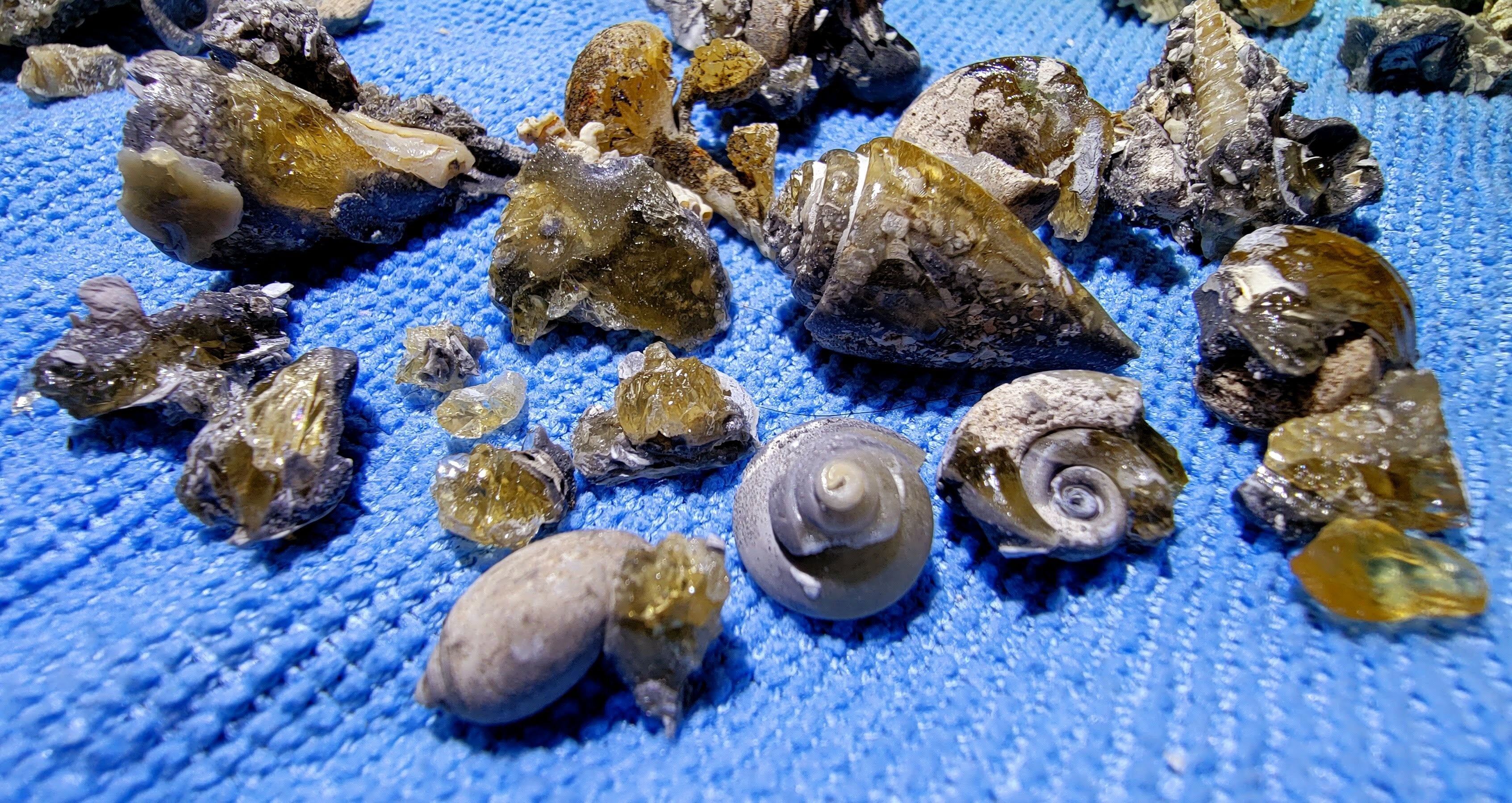 Pile of Gold! Fossil shells & more that is! One shiny piece started my ...