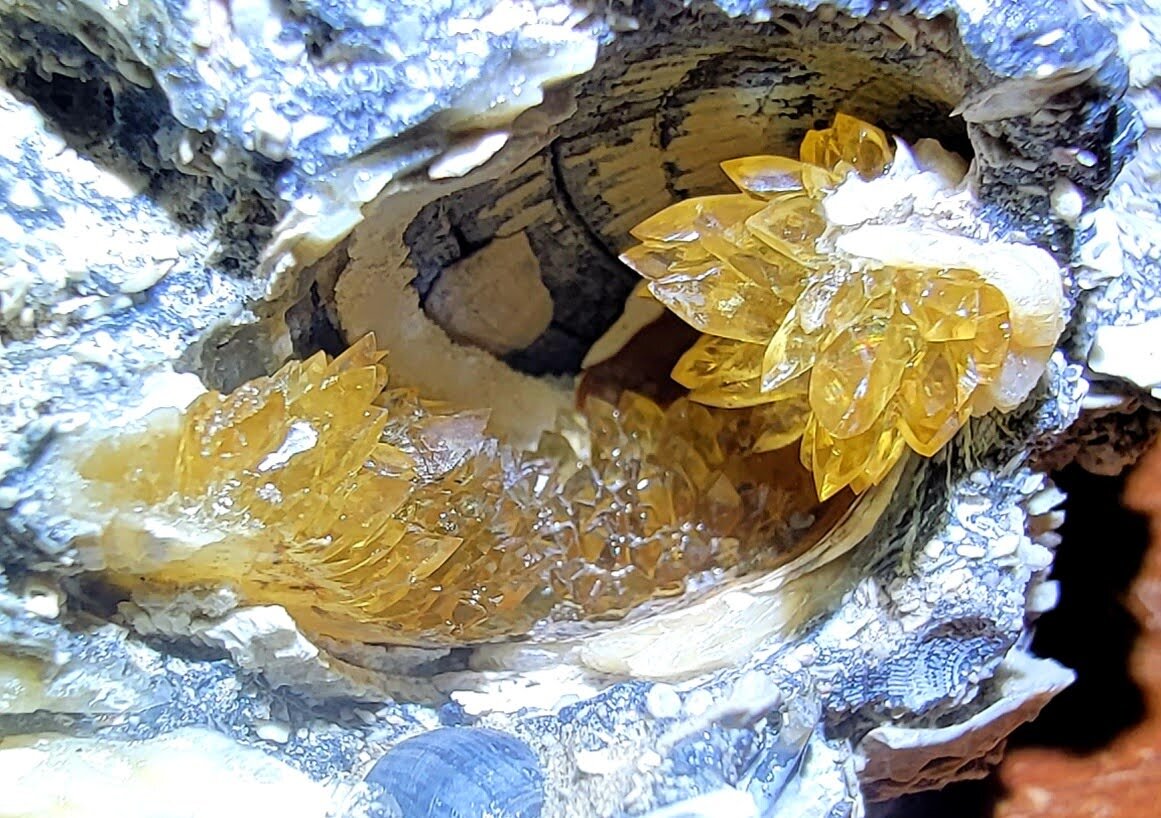 Pile of Gold! Fossil shells & more that is! One shiny piece started my ...