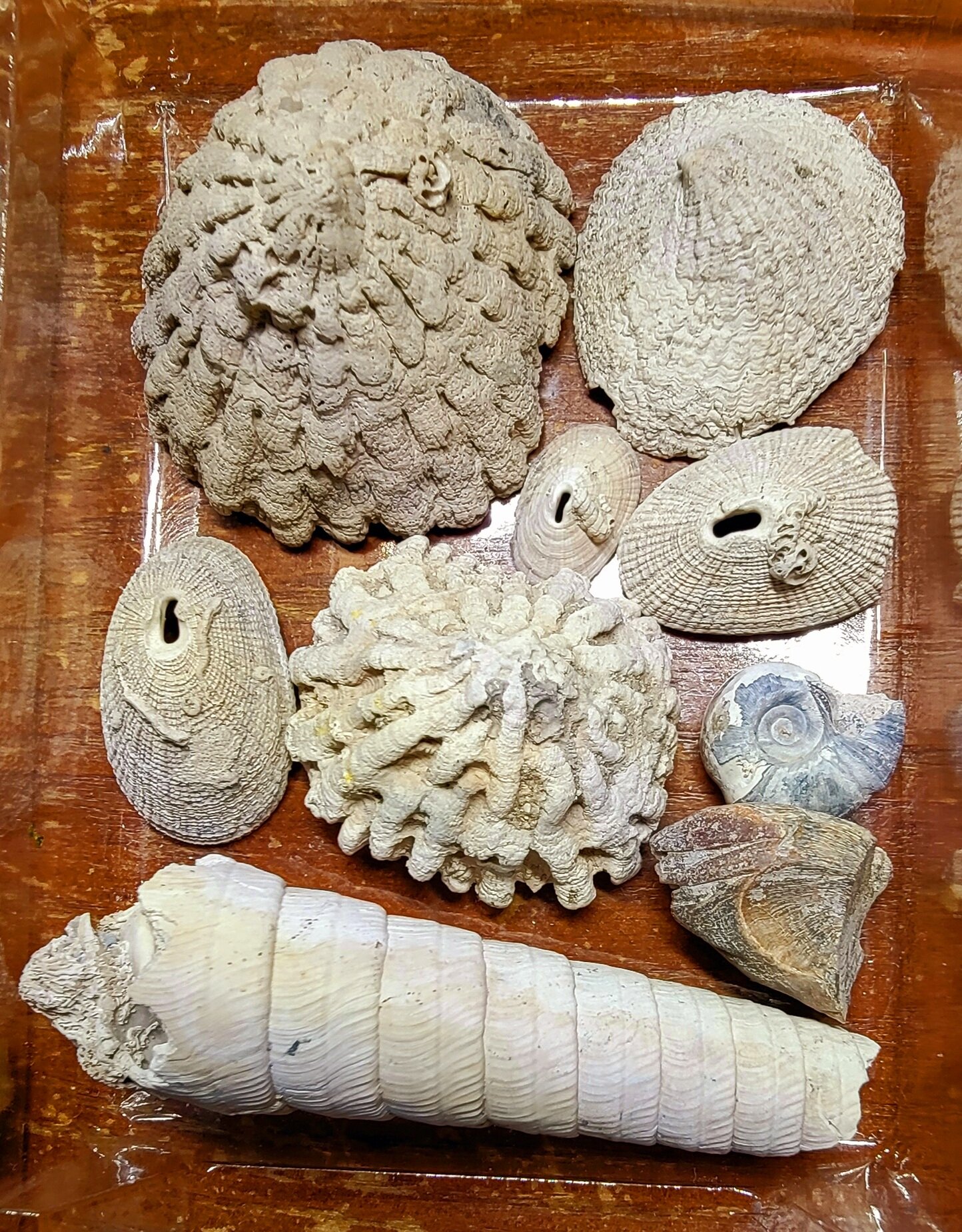 Pile of Gold! Fossil shells & more that is! One shiny piece started my ...