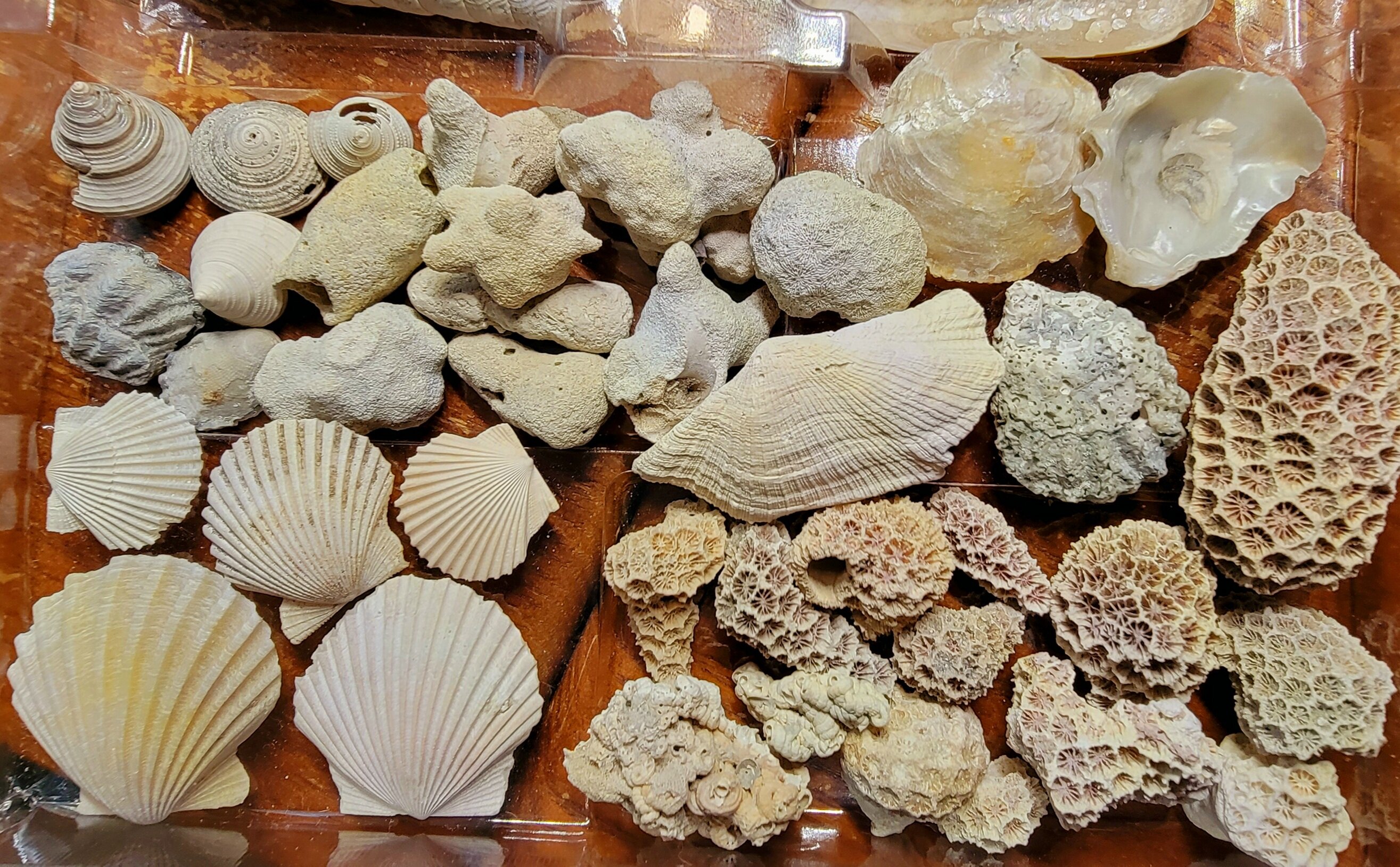 Pile of Gold! Fossil shells & more that is! One shiny piece started my ...