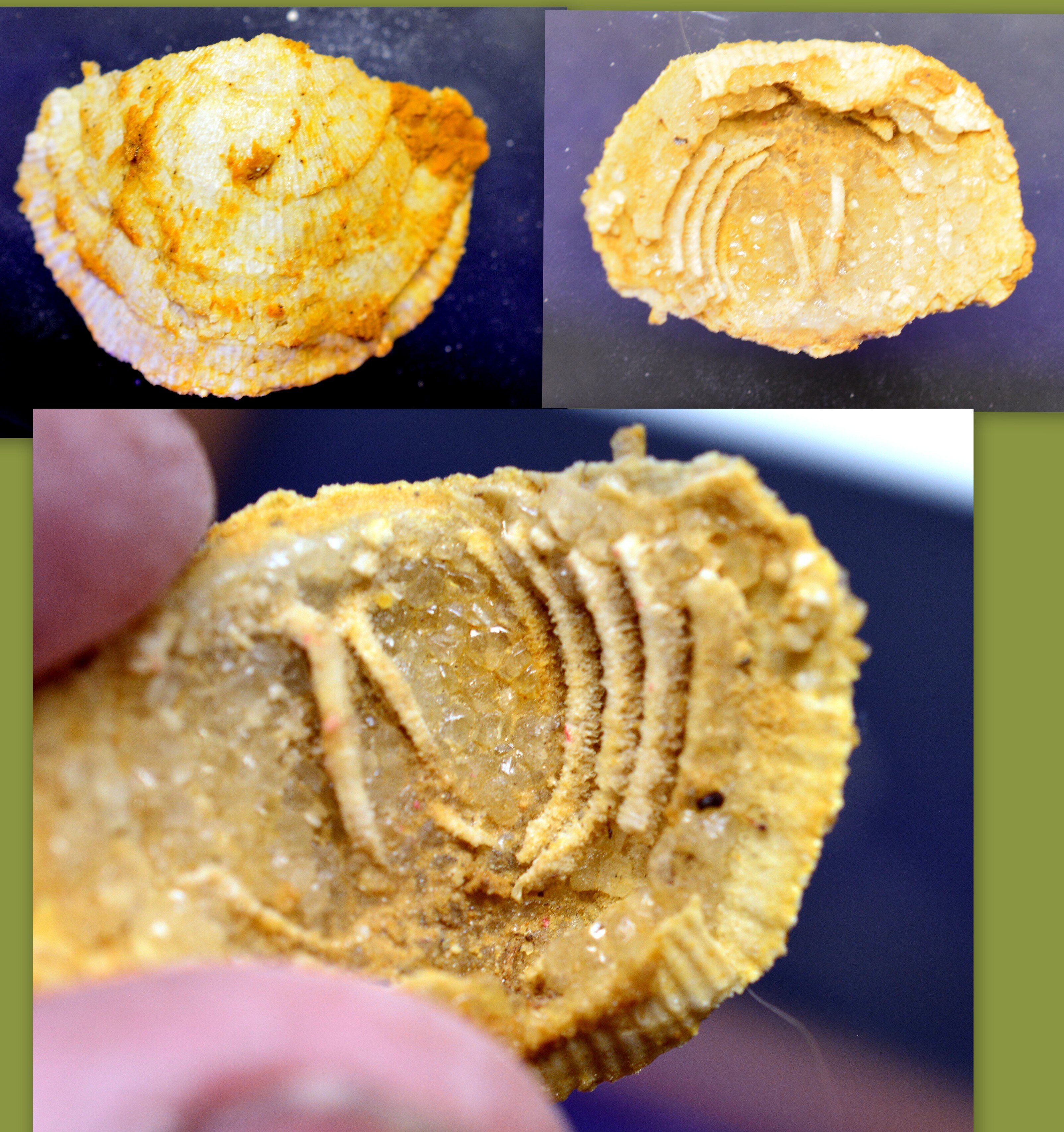 Brachiopod Lophophore ? - Fossil ID - The Fossil Forum