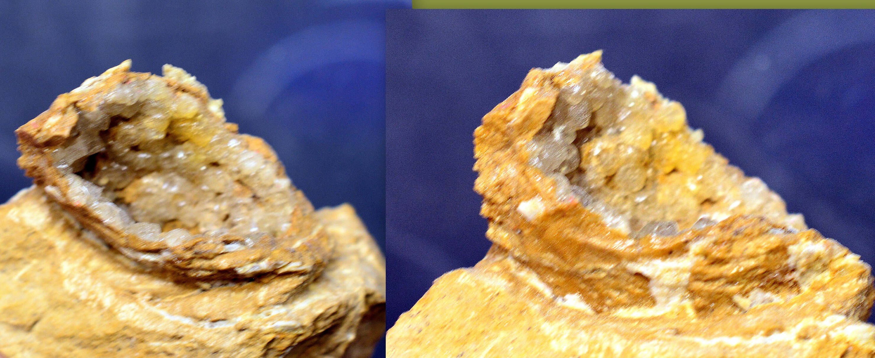 Brachiopod Lophophore ? - Fossil ID - The Fossil Forum