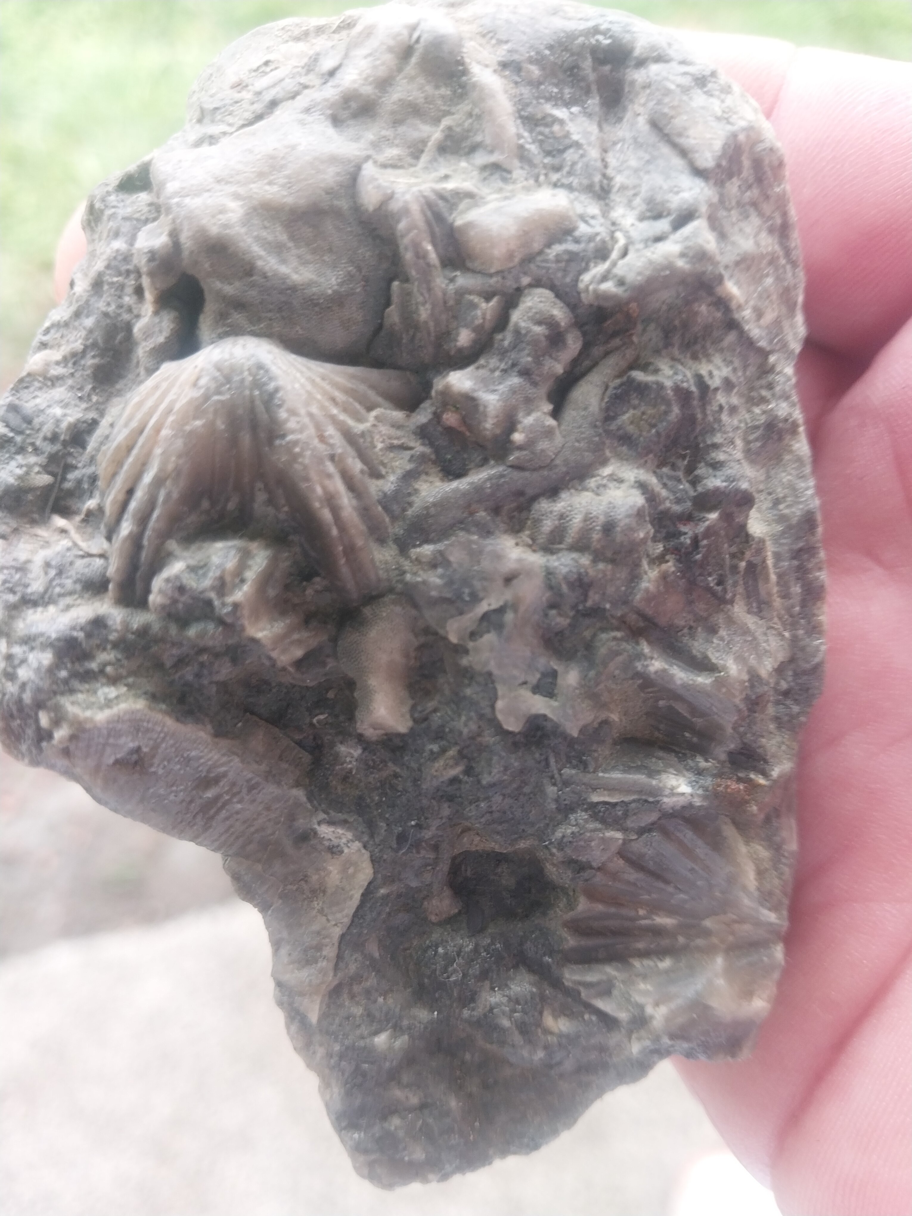 I keep finding massive piles of fossils is there a scientific name for ...