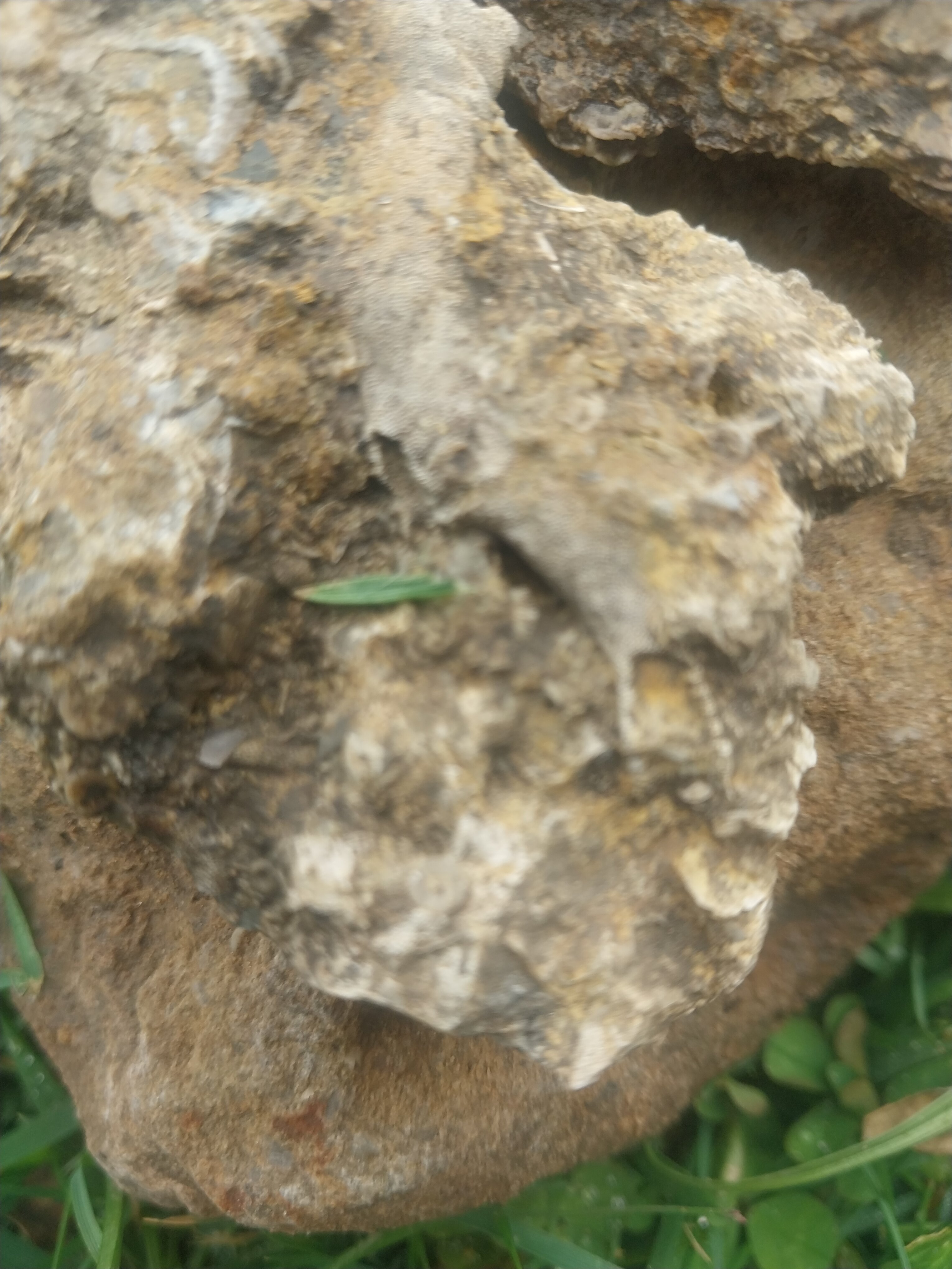 I keep finding massive piles of fossils is there a scientific name for ...