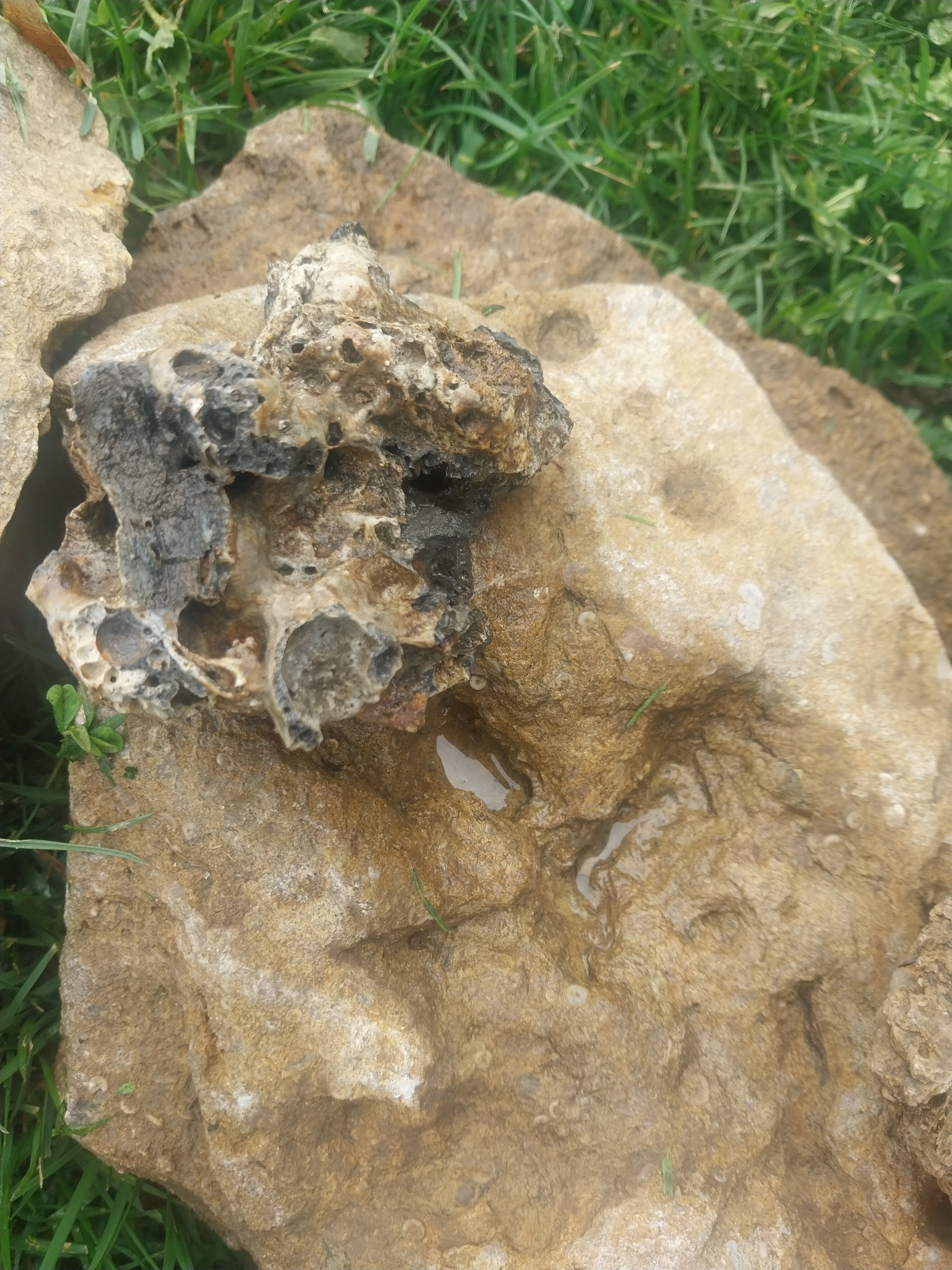 I keep finding massive piles of fossils is there a scientific name for ...