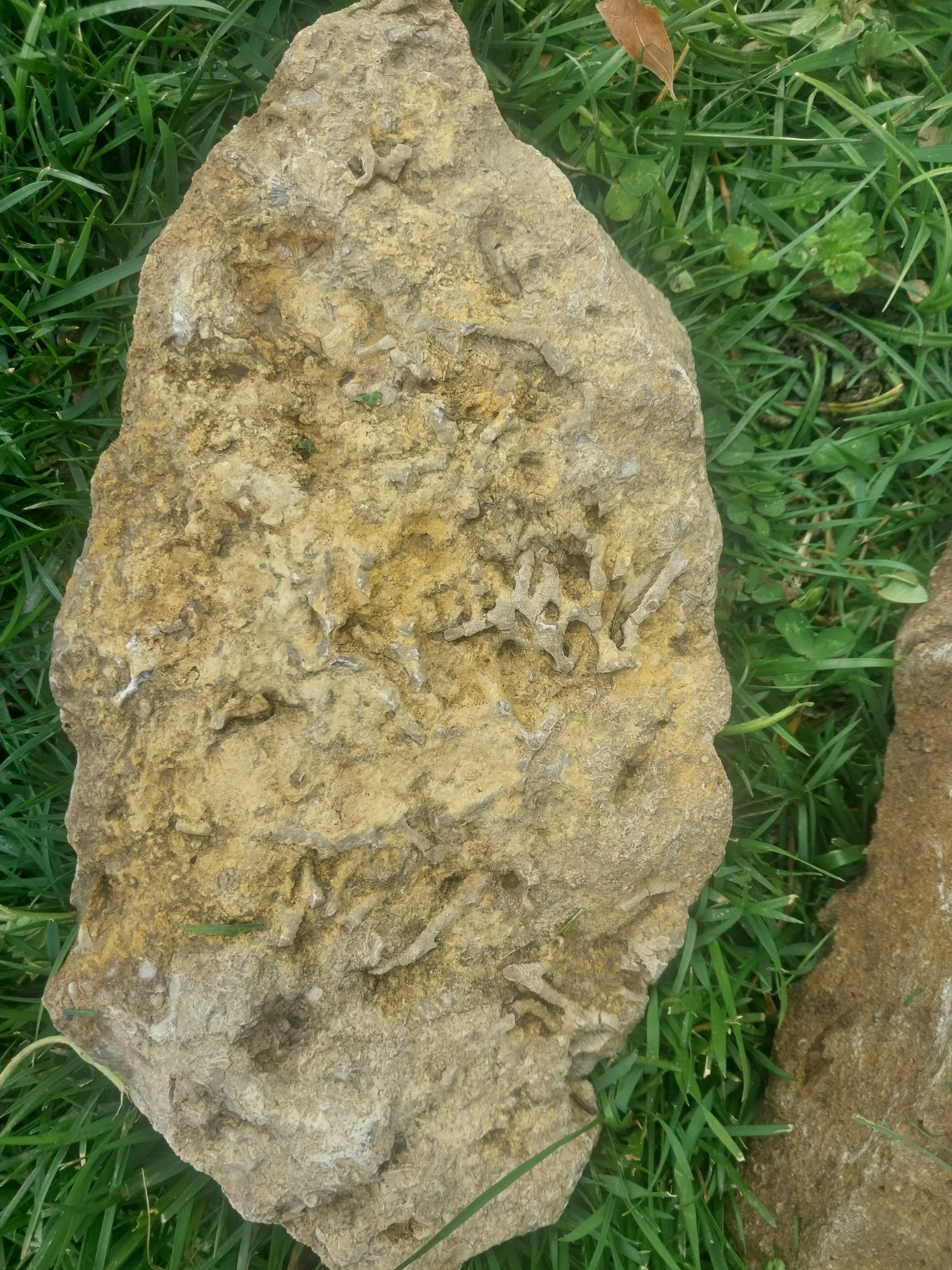 I keep finding massive piles of fossils is there a scientific name for ...
