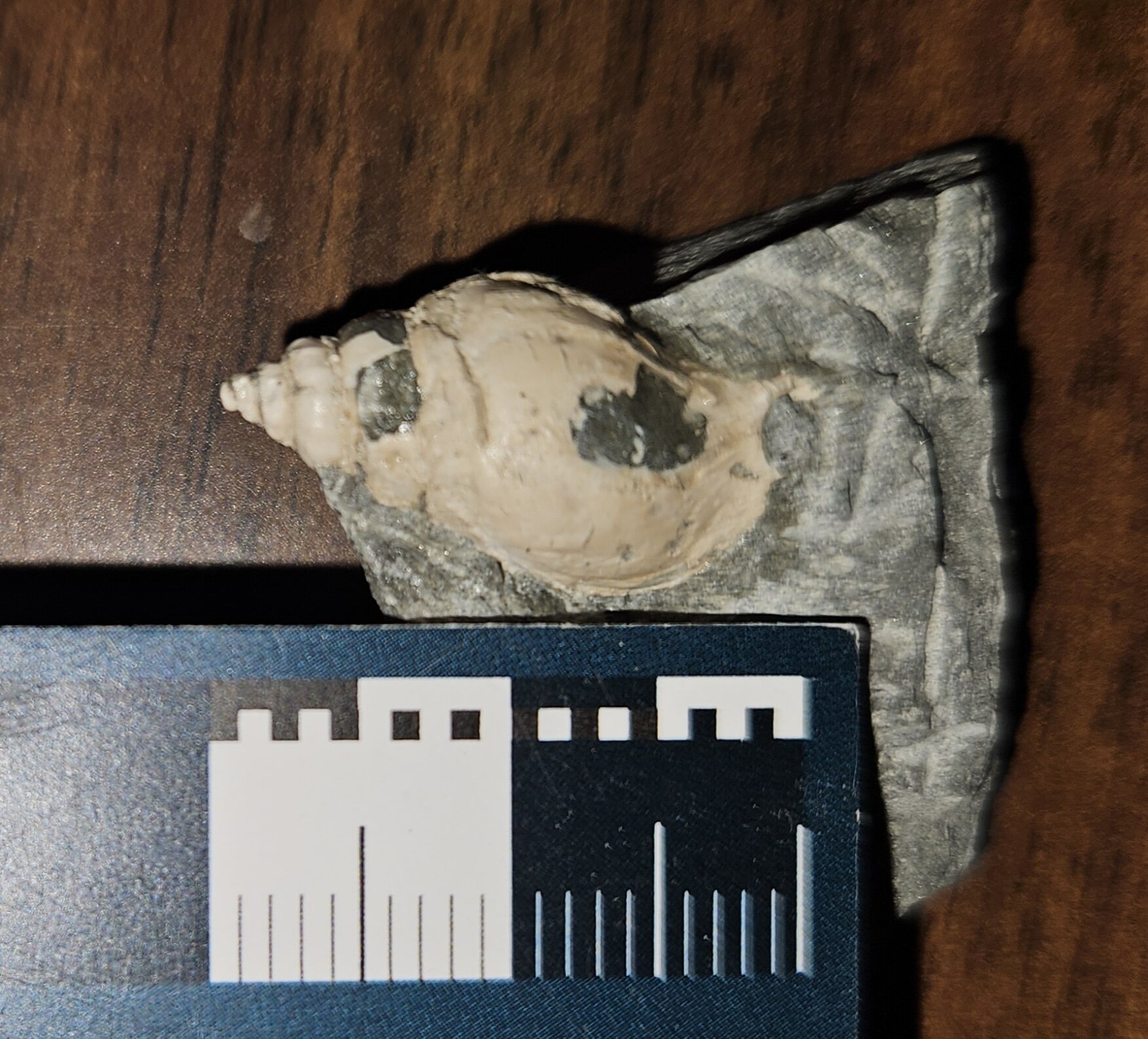 Monster mollusc fossil from New Zealand - Member Collections - The ...