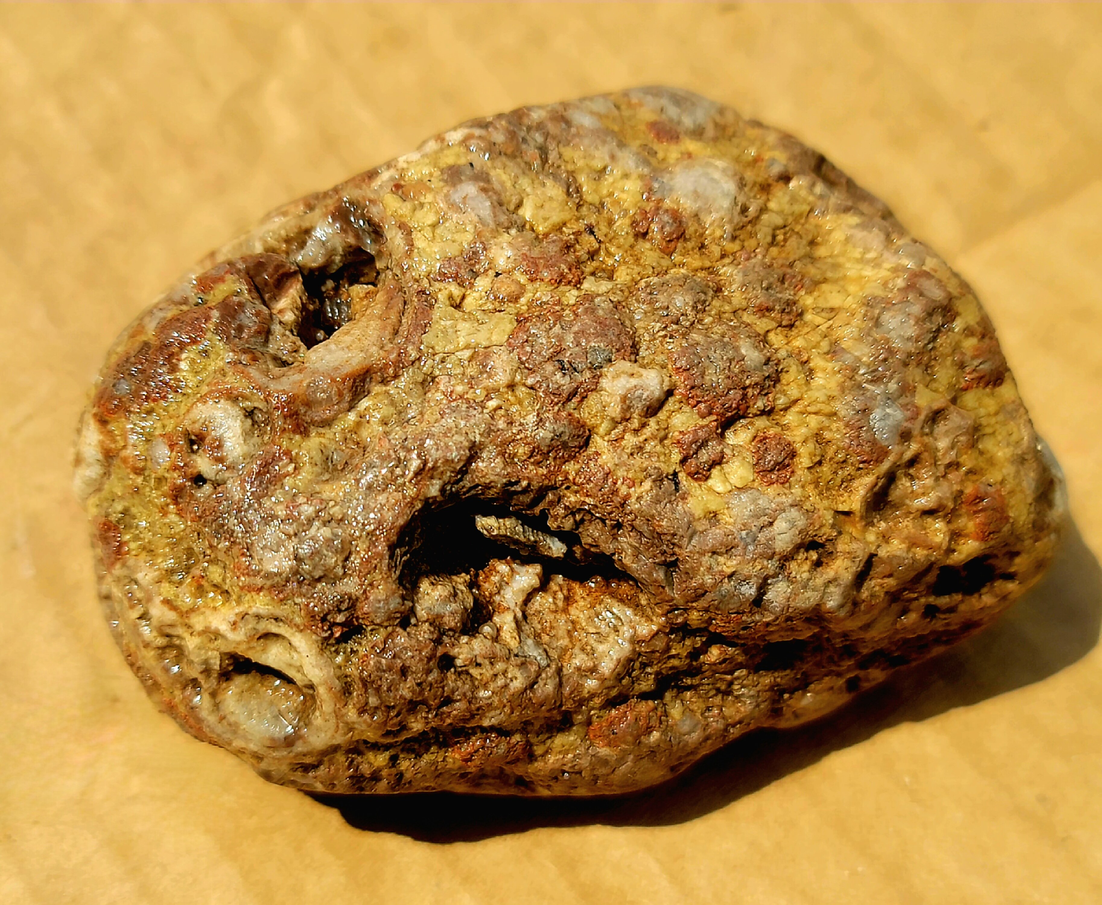 Snake's Head - Fossil ID - The Fossil Forum
