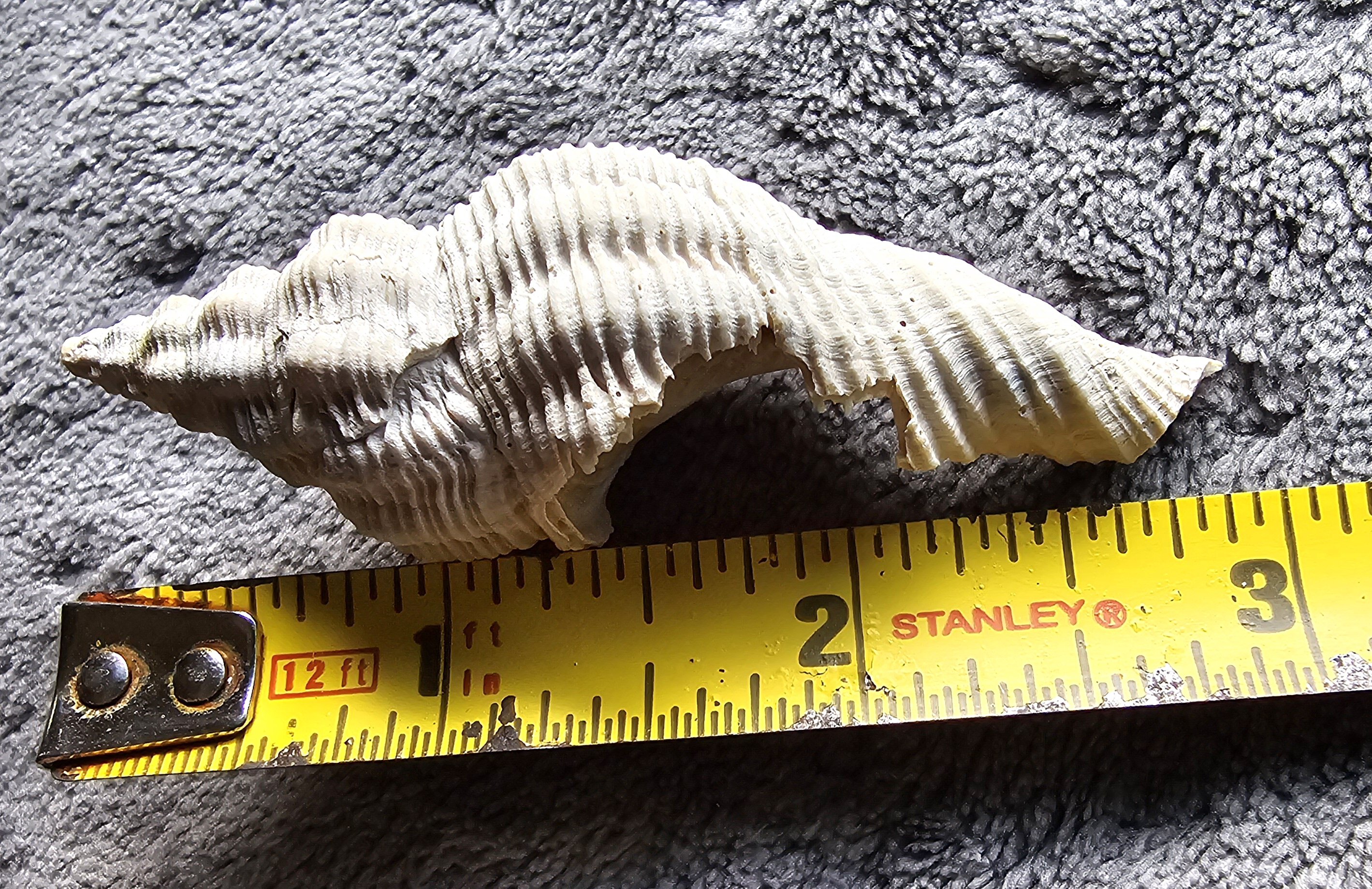 Fossilized shell? - Fossil ID - The Fossil Forum
