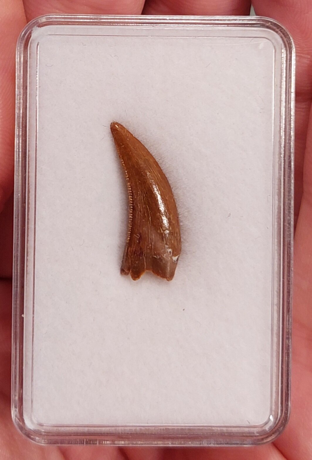 Possible Dromeosaur tooth from morocco - Fossil ID - The Fossil Forum