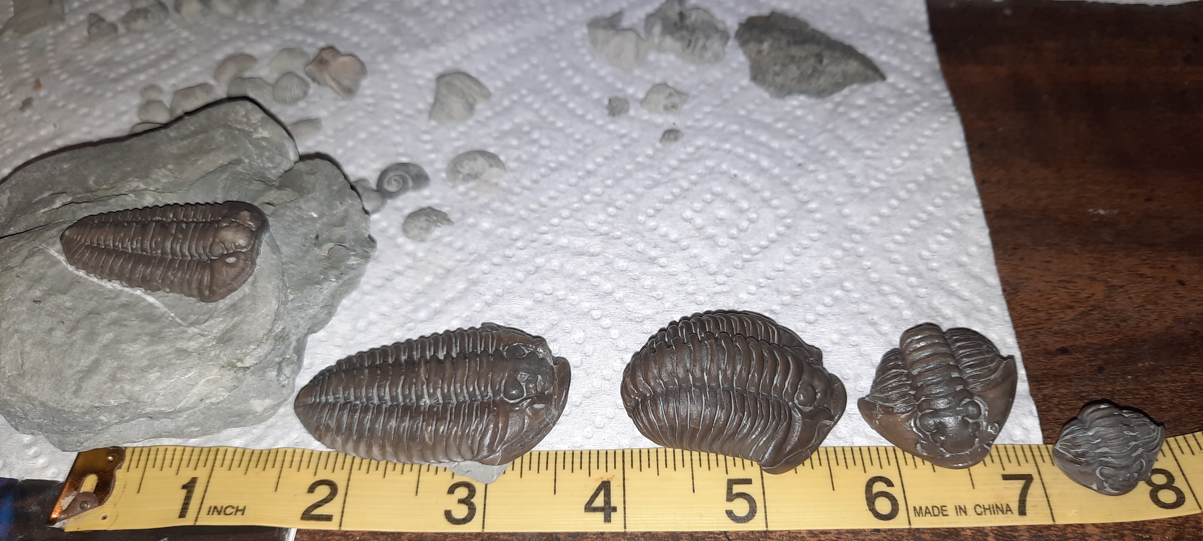 I ended up trading for fossils - Fossil Hunting Trips - The Fossil Forum