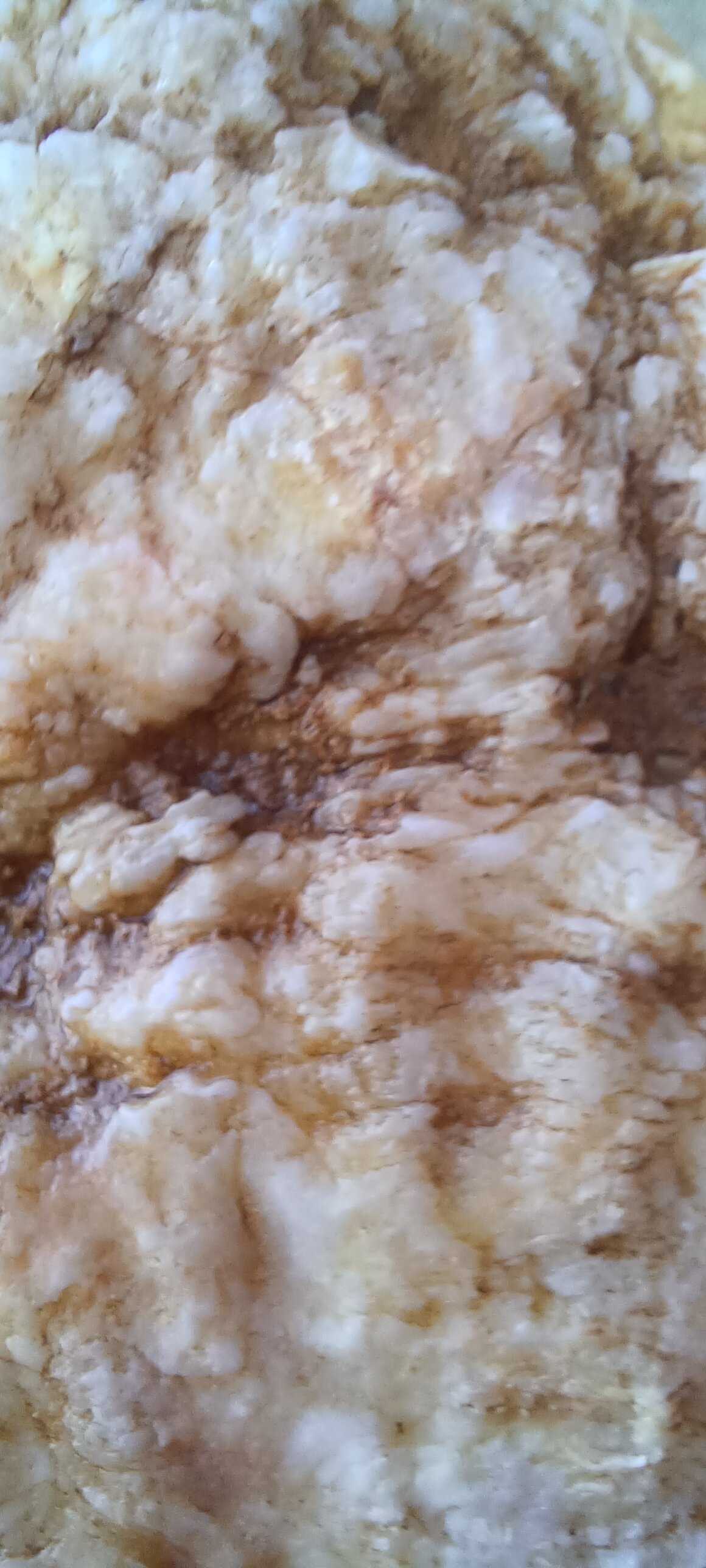 Fossil Geode - Fossil ID - The Fossil Forum