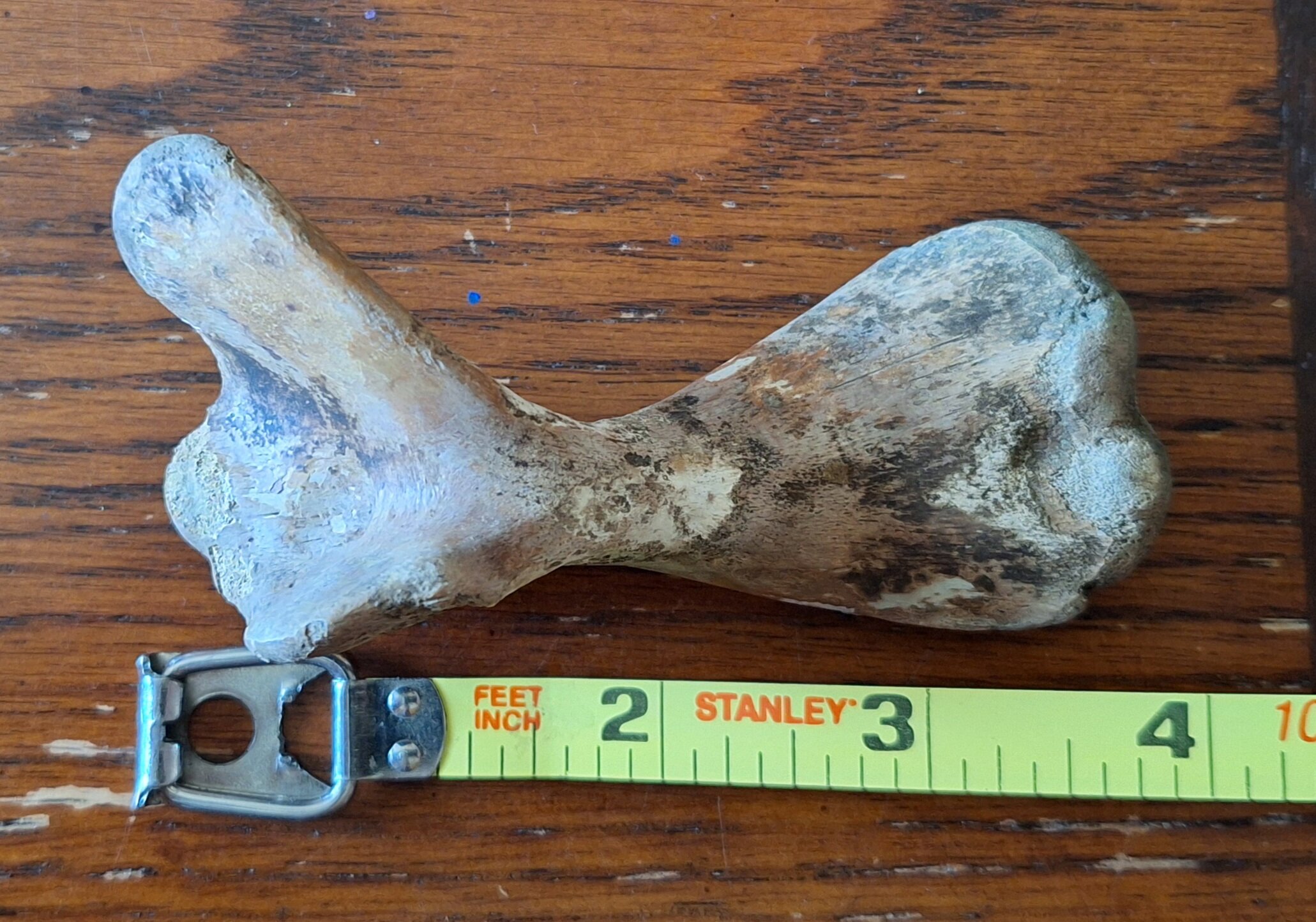 Subfossil beaver? - Fossil ID - The Fossil Forum