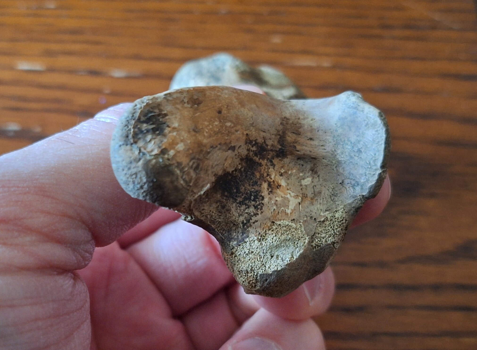 Subfossil beaver? - Fossil ID - The Fossil Forum