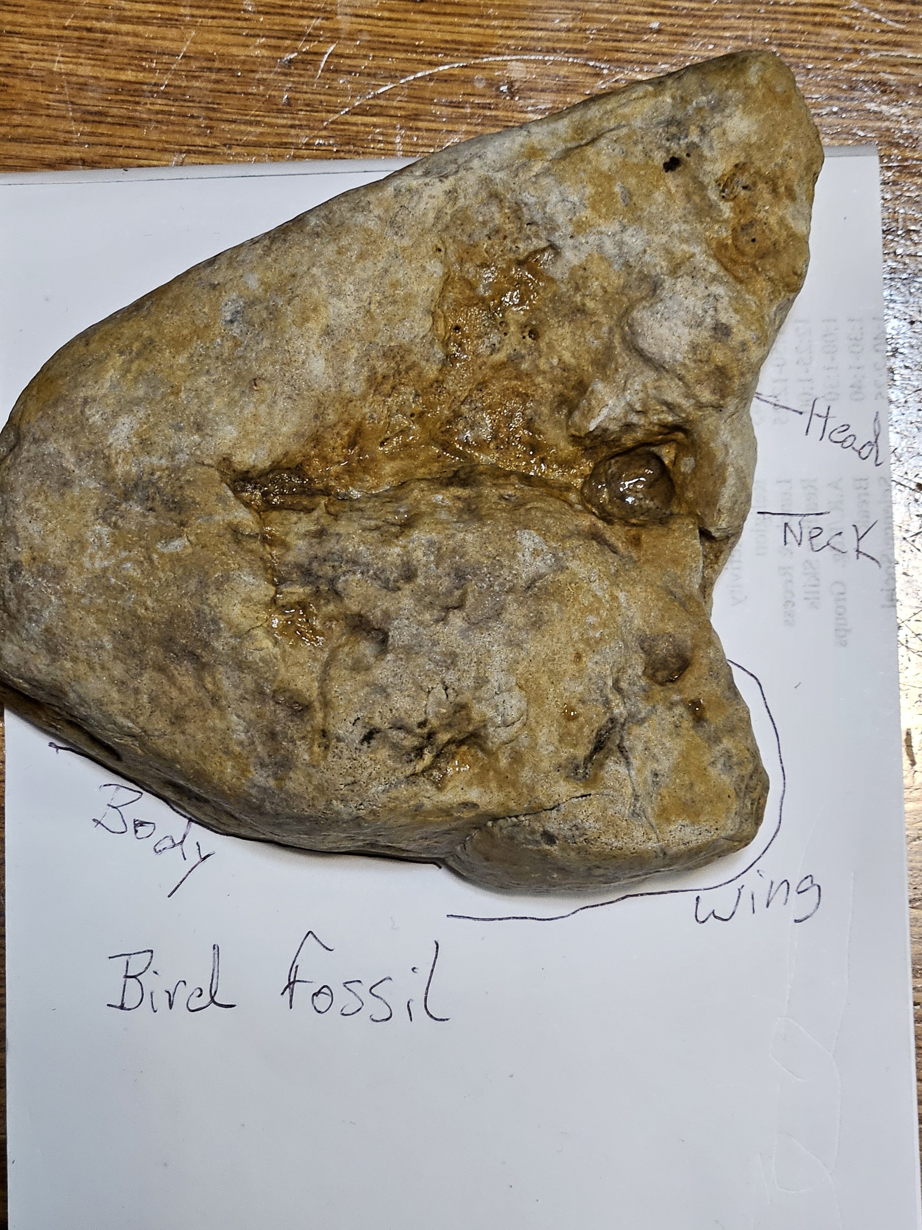 Is there a bird in this rock? - Fossil ID - The Fossil Forum