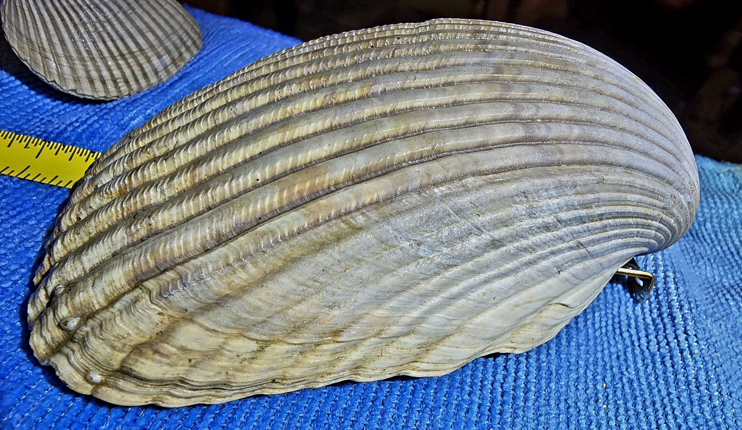 My 3rd fossil pile! More goodies!! - Fossil Hunting Trips - The Fossil ...