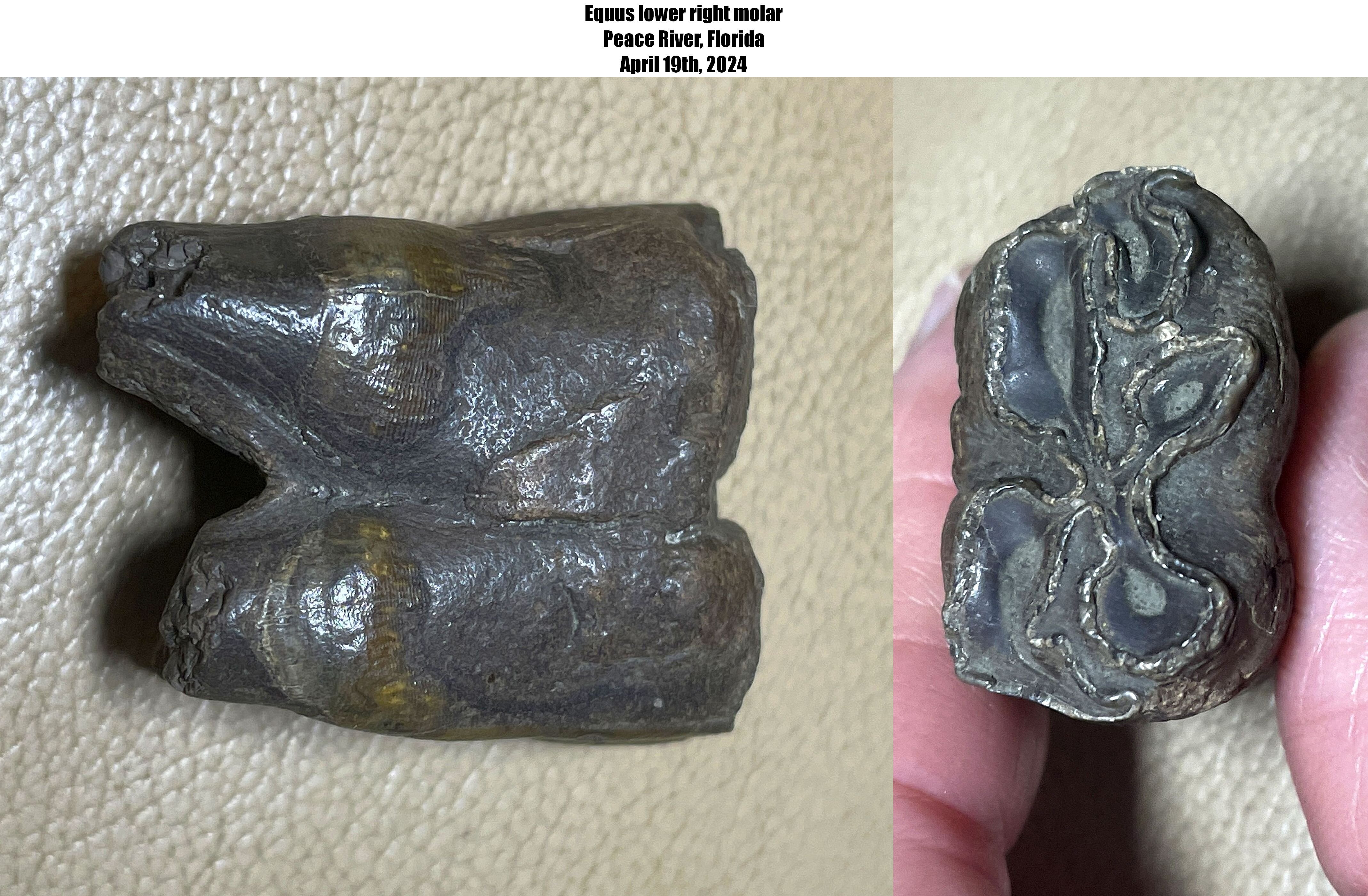 Peace River 4/19/2024 - Fossil ID - The Fossil Forum