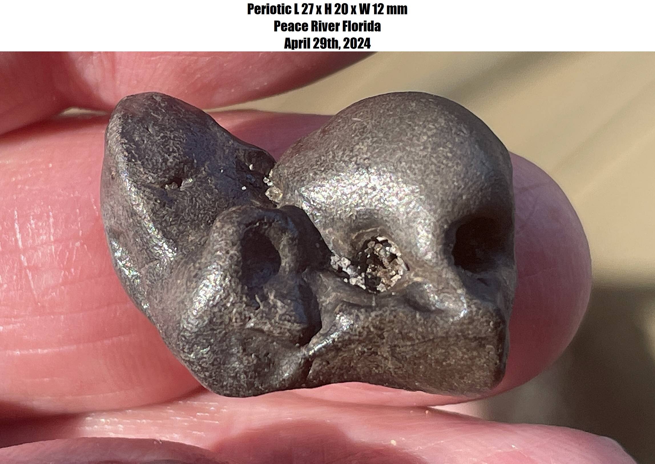Peace River 4/29/2024 - Fossil ID - The Fossil Forum