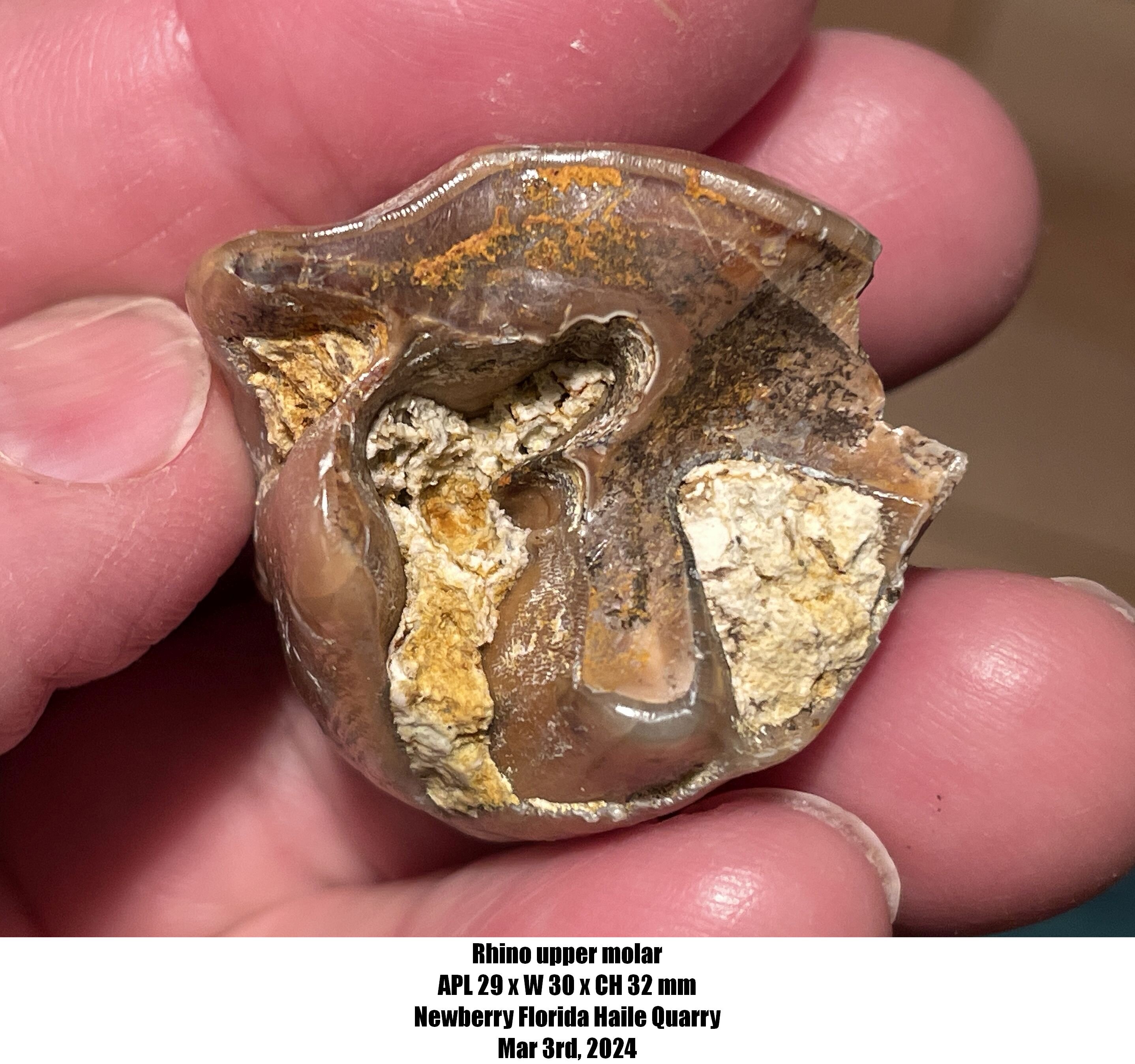 Western horse tooth? - Fossil ID - The Fossil Forum